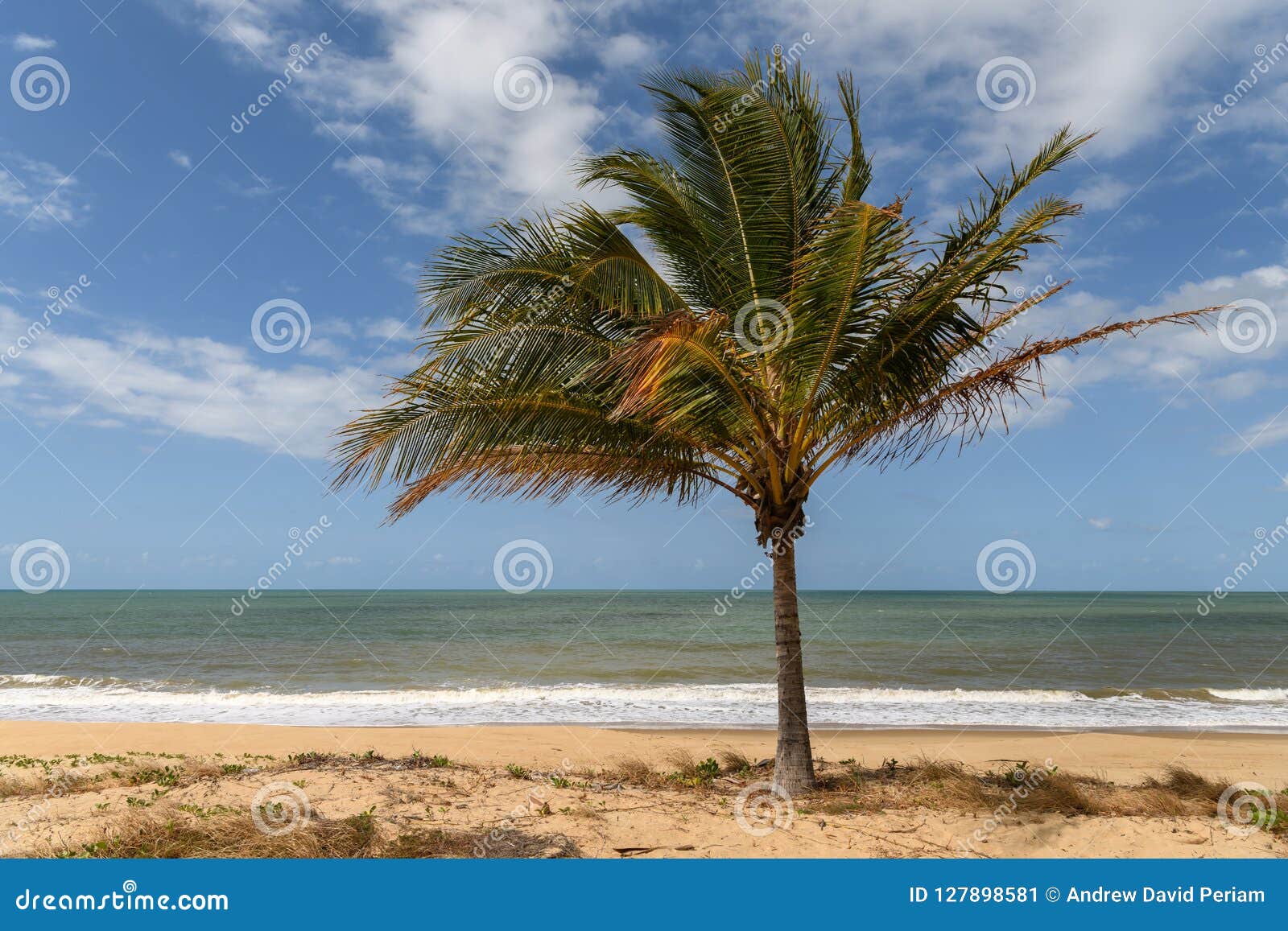Sandy beach with palm tree stock image. Image of horizon - 127898581