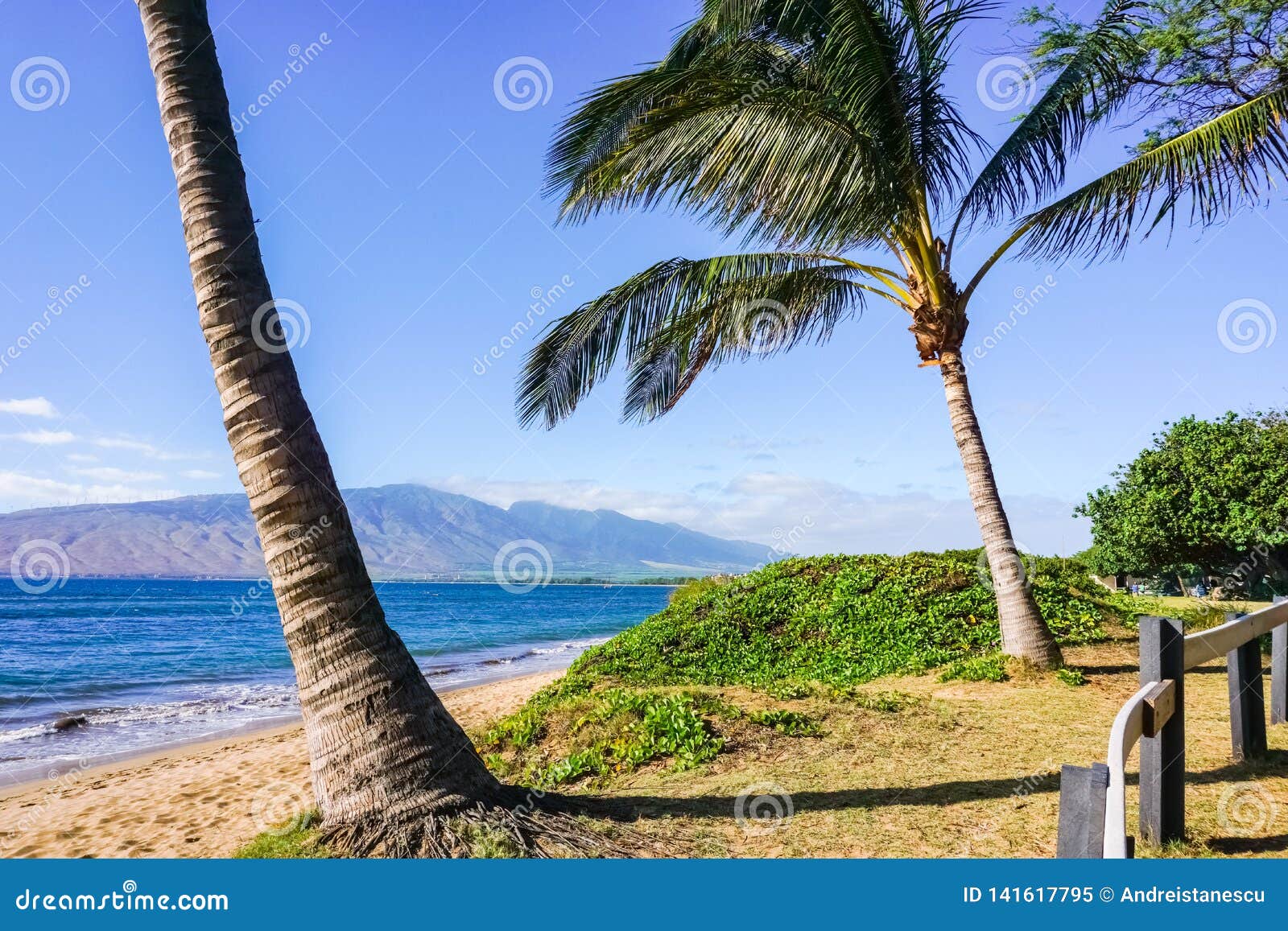 Sandy Beach with Coconut Trees, Maui, Hawaii Stock Image - Image of ...