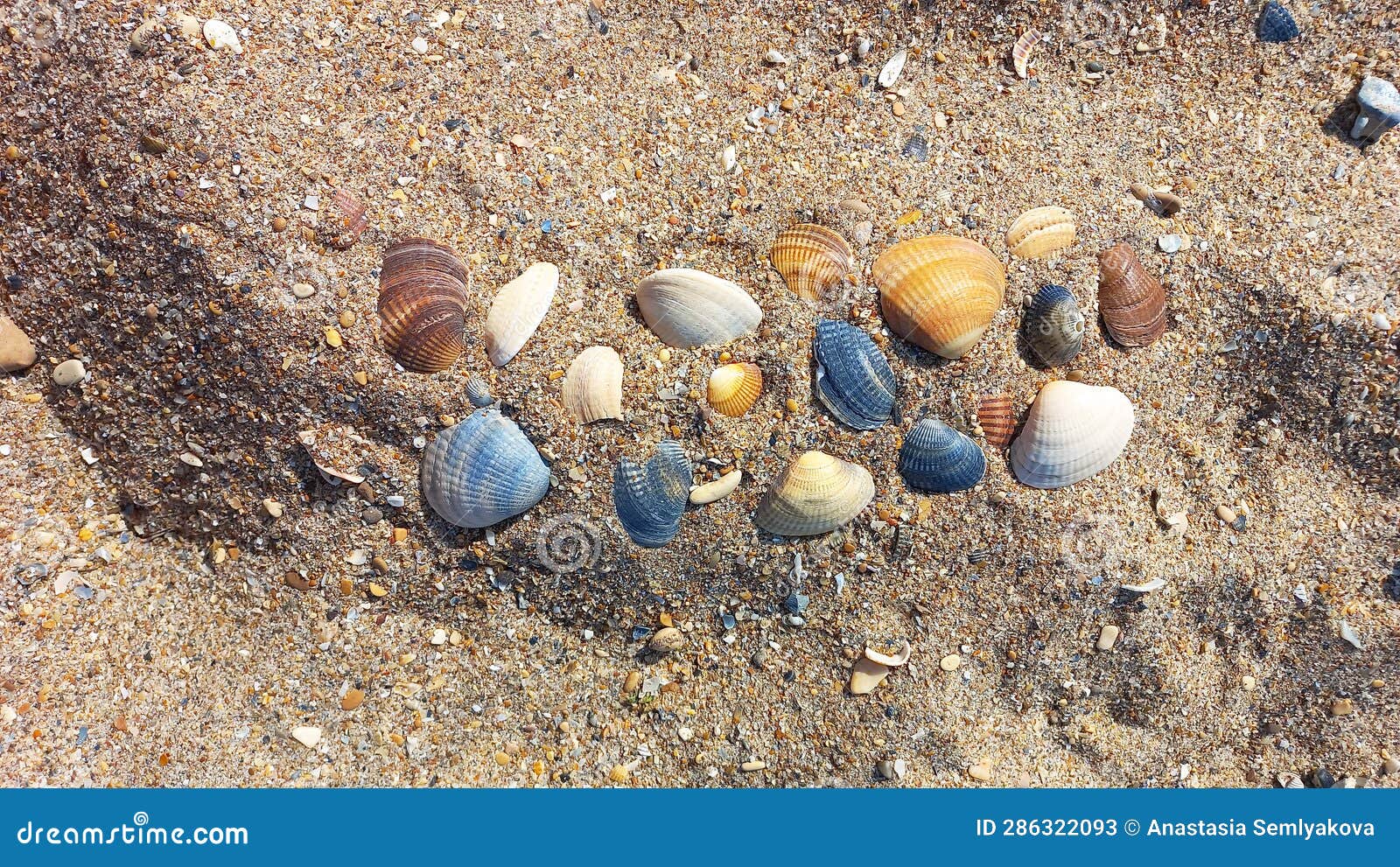 Sandy Beach Decorated Shells Stock Image - Image of sandy, rock: 286322093