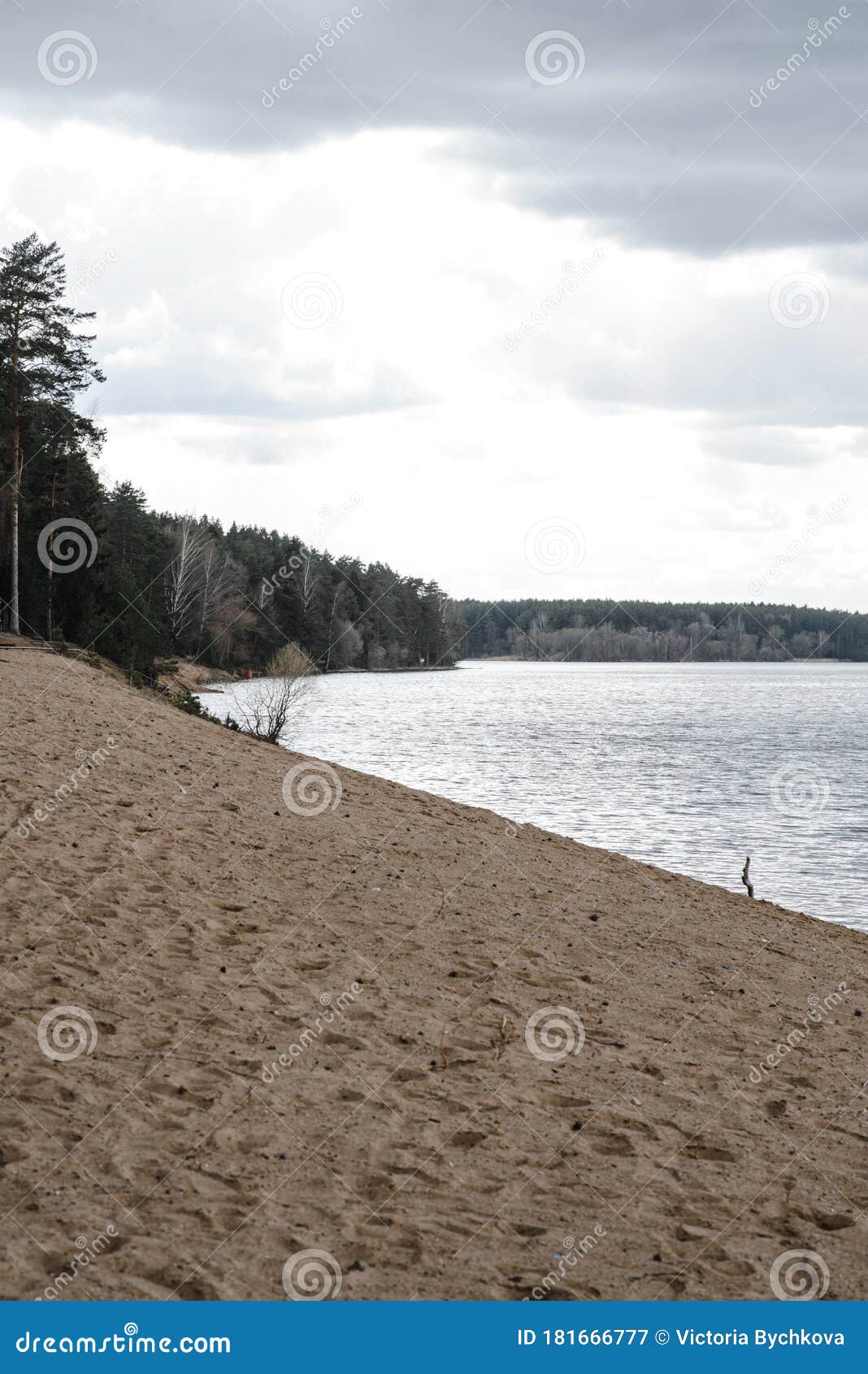 Sandy beach in the forest stock image. Image of skyline - 181666777
