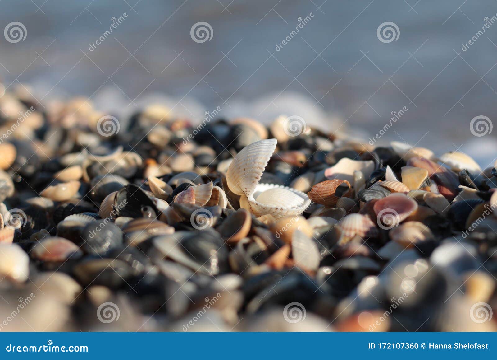 Sandy Beach with Many Shells Stock Photo - Image of barricane, summer ...