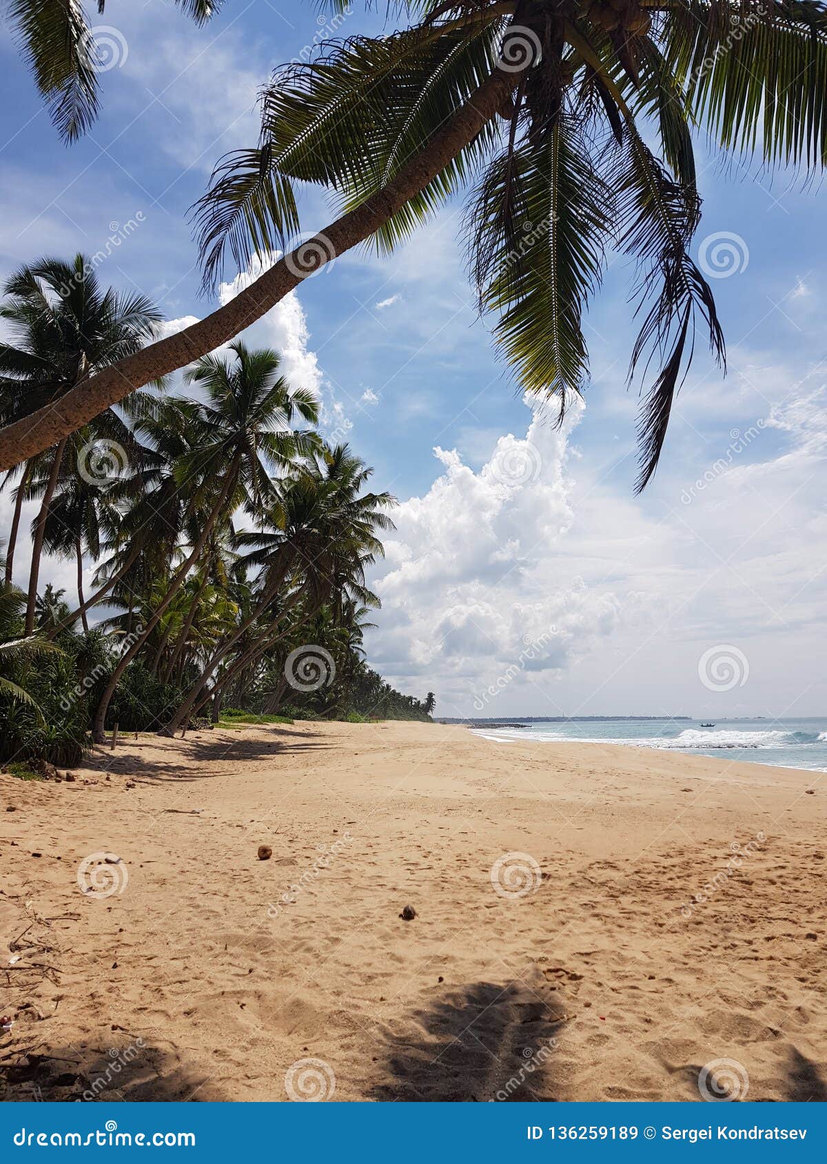 Sandy Beach with Palm Trees Stock Image - Image of travel, summer ...