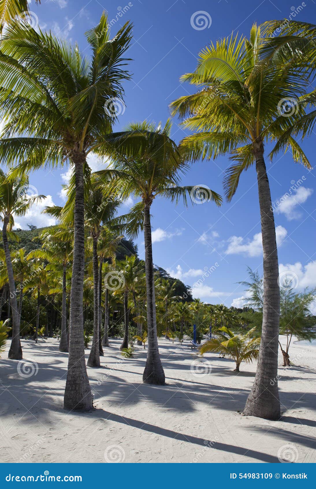 Sandy beach and palm trees stock image. Image of view - 54983109