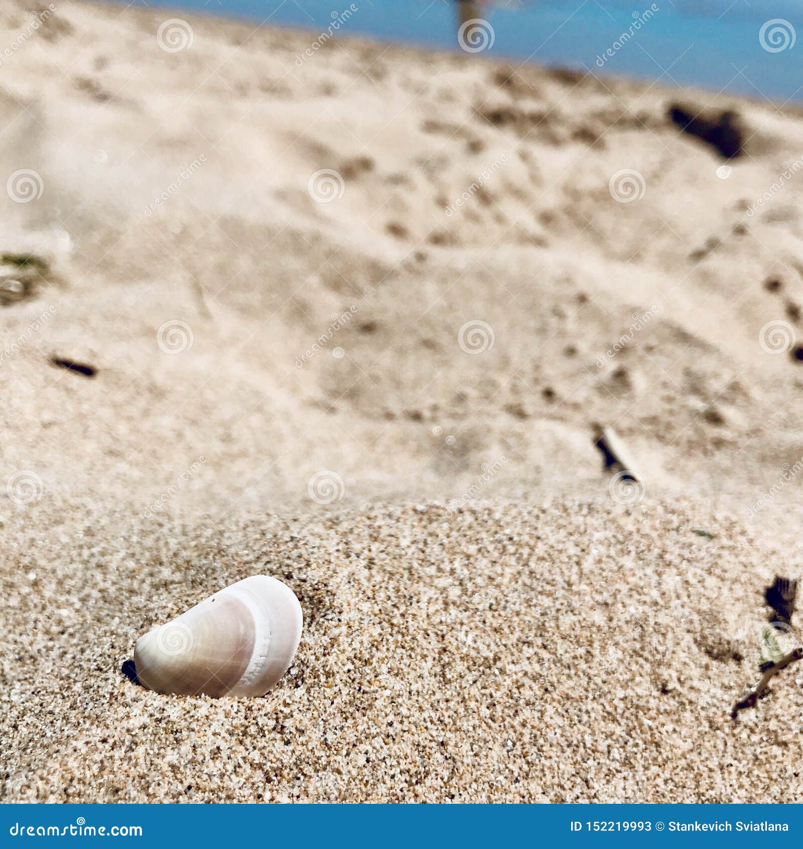 Sandy Beach with Shell Near Sea on Sunny Summer Day. Seashell on the ...