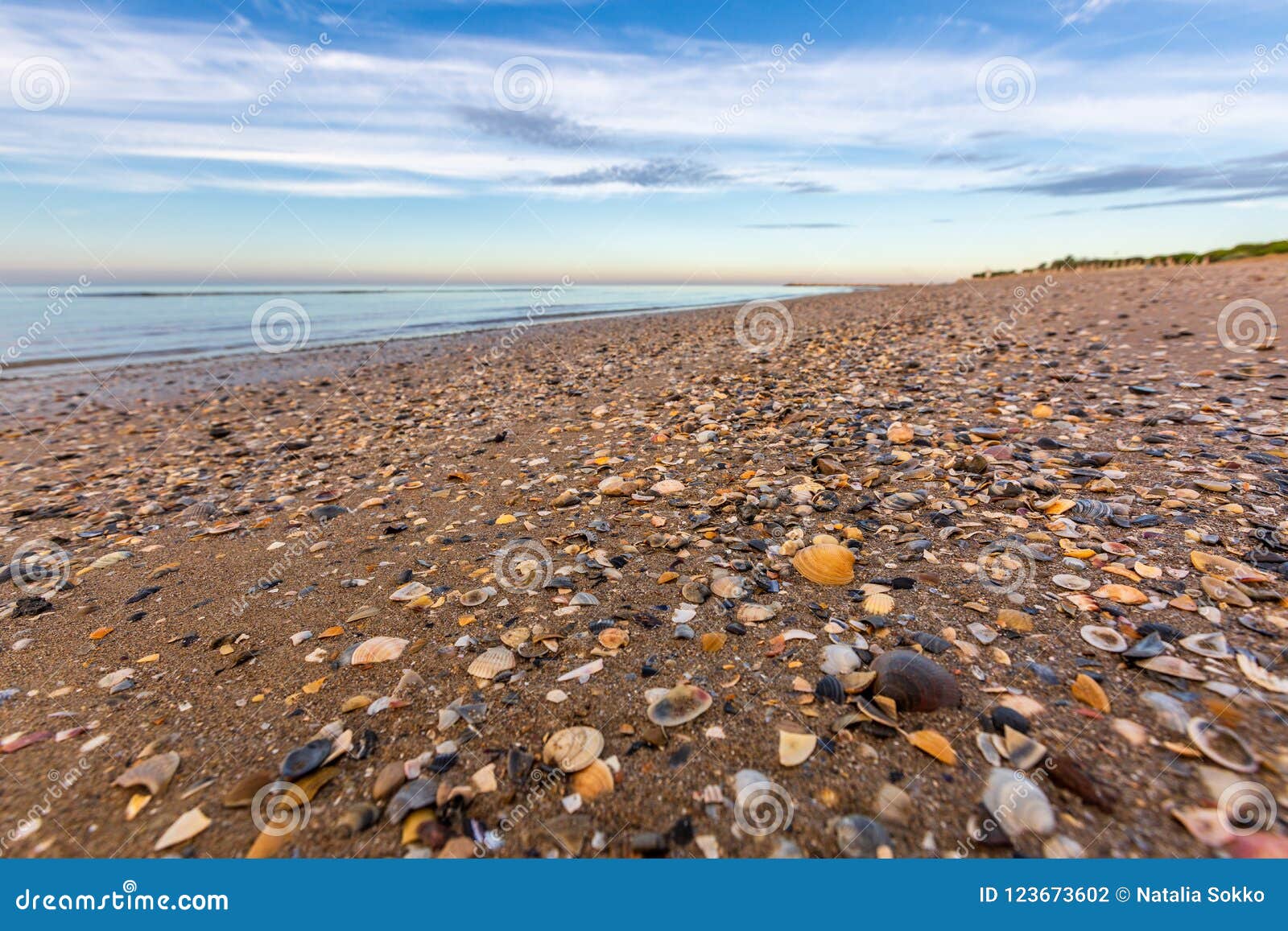 Sandy beach with shells stock photo. Image of beach - 123673602