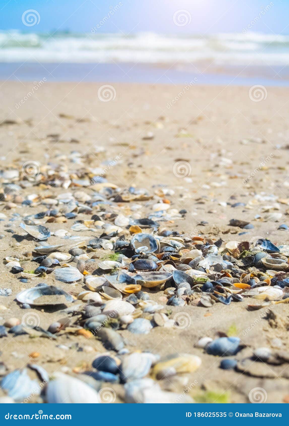 Sandy Beach with Shells and Sea Stock Image - Image of coast, summer ...
