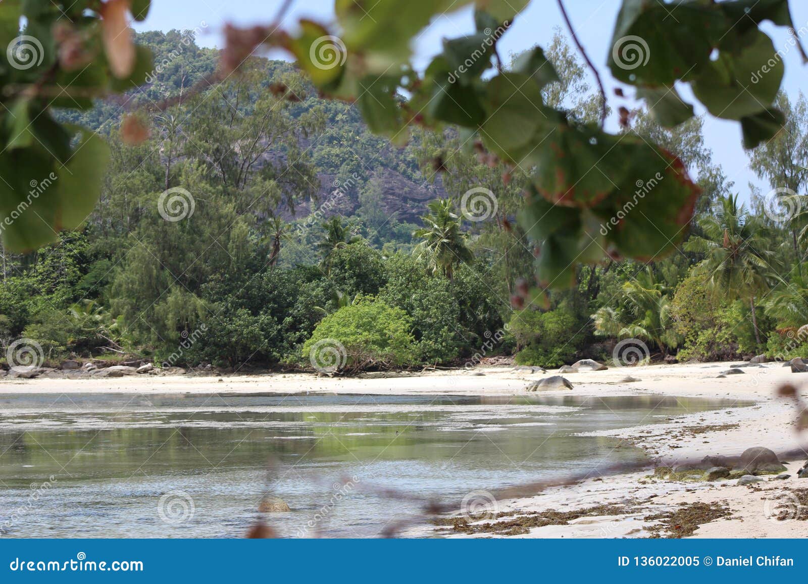 Sandy Beach Surrounded by Trees Stock Image - Image of foreground ...
