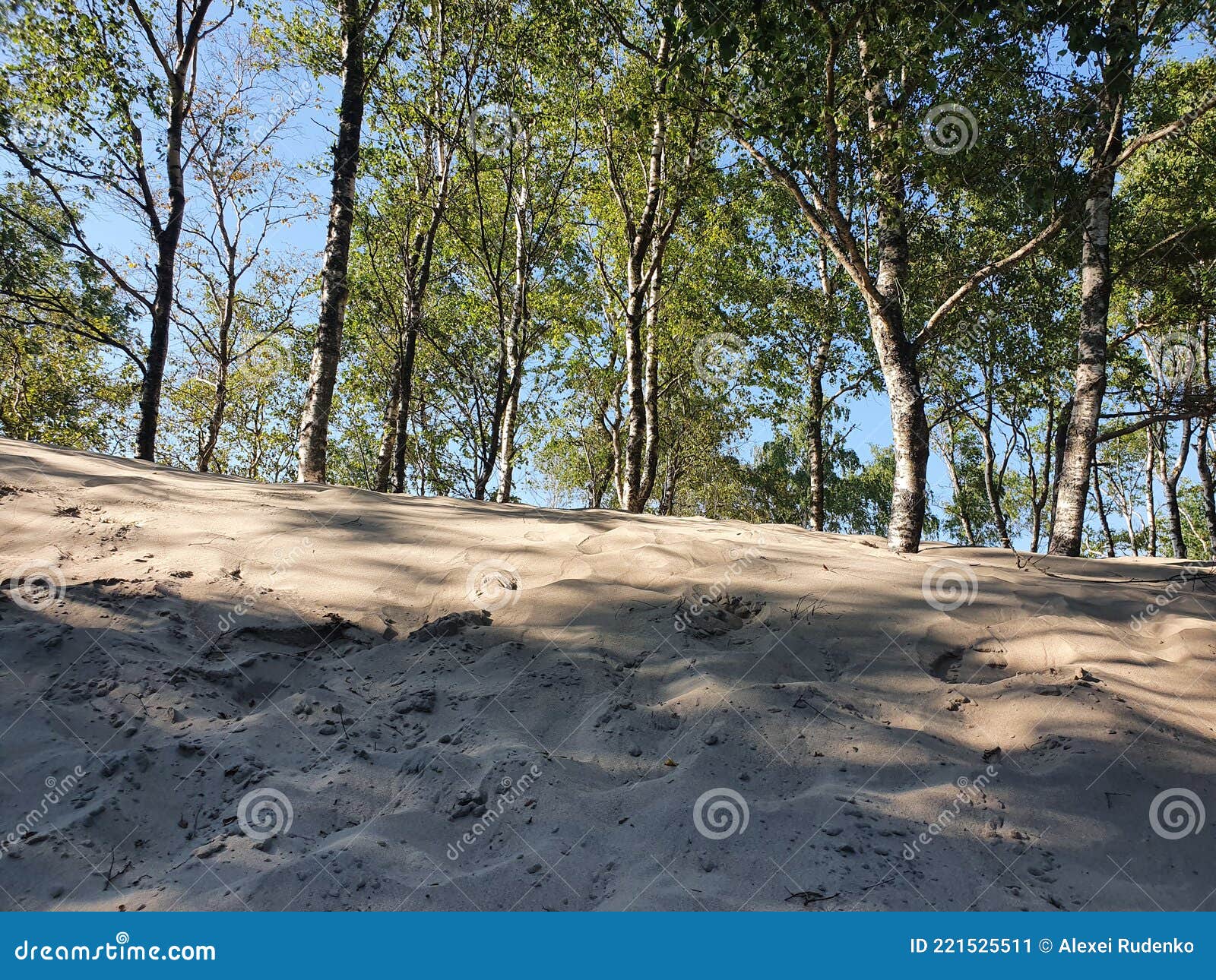Sandy beach and trees stock image. Image of view, leaves - 221525511