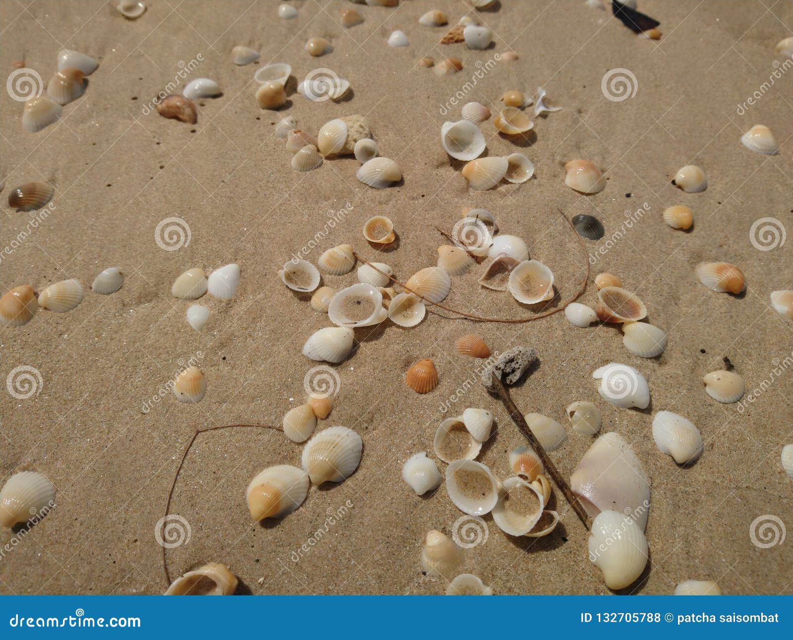 Sandy Beach with White Shells in Phuket. Stock Photo - Image of beach ...
