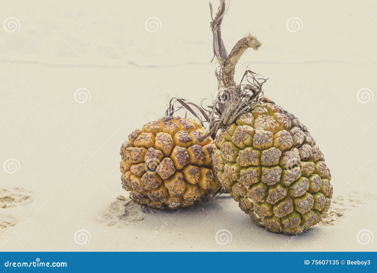 Adan Fruit Tree Stock Photo | CartoonDealer.com #22689456