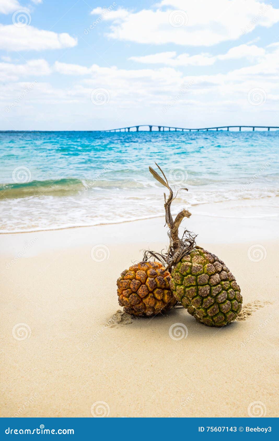 Adan Fruit Stock Image | CartoonDealer.com #35059105