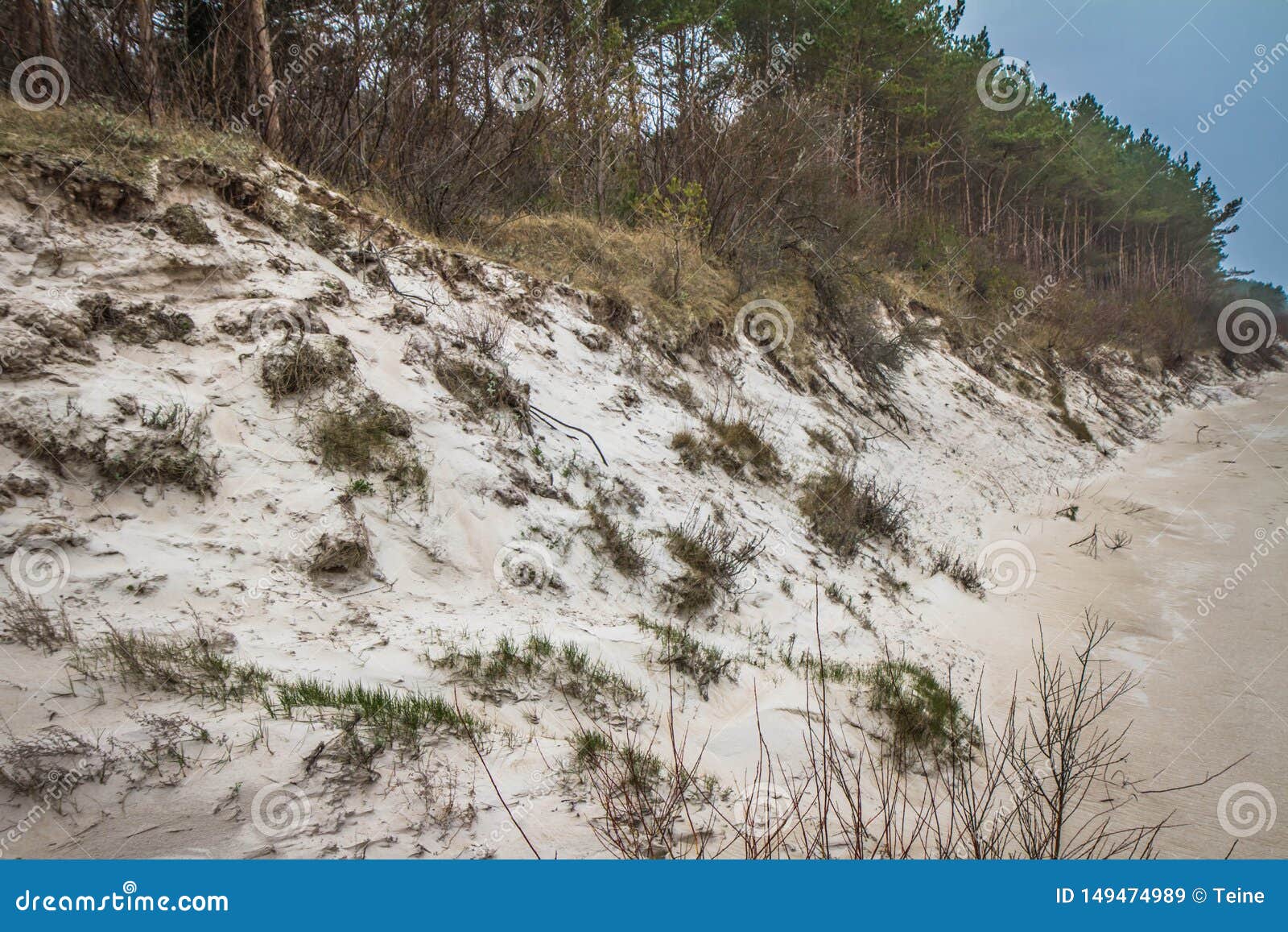 Sandy beech and forest stock image. Image of sandy, forest - 149474989