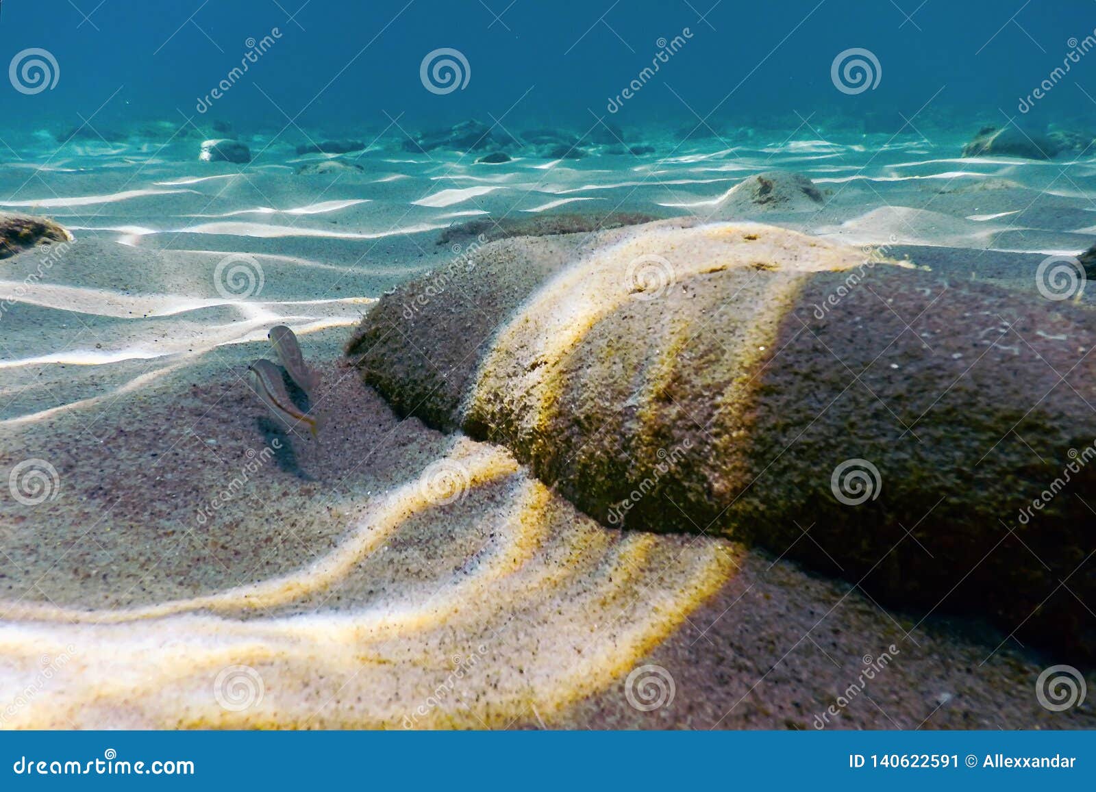 Sandy Bottom, Fish Swimming Underwater Stock Image - Image of saltwater ...