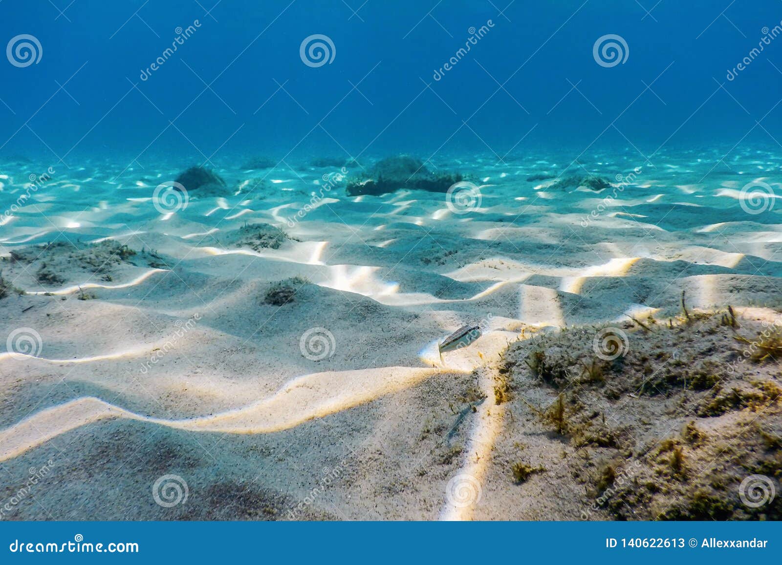 Sandy Bottom, Fish Swimming Underwater Stock Image - Image of bottom ...