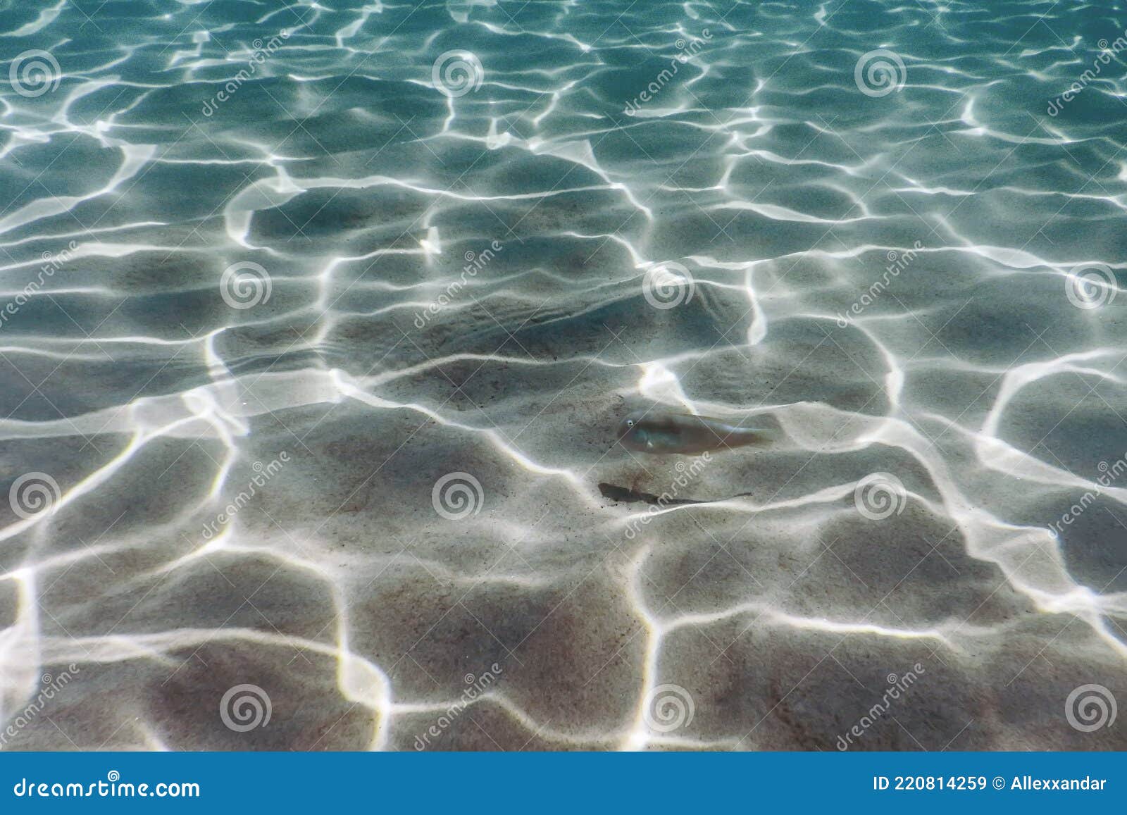 Pearly Razorfish Or Cleaver Wrasse Xyrichtys Novacula Undersea, Aegean ...