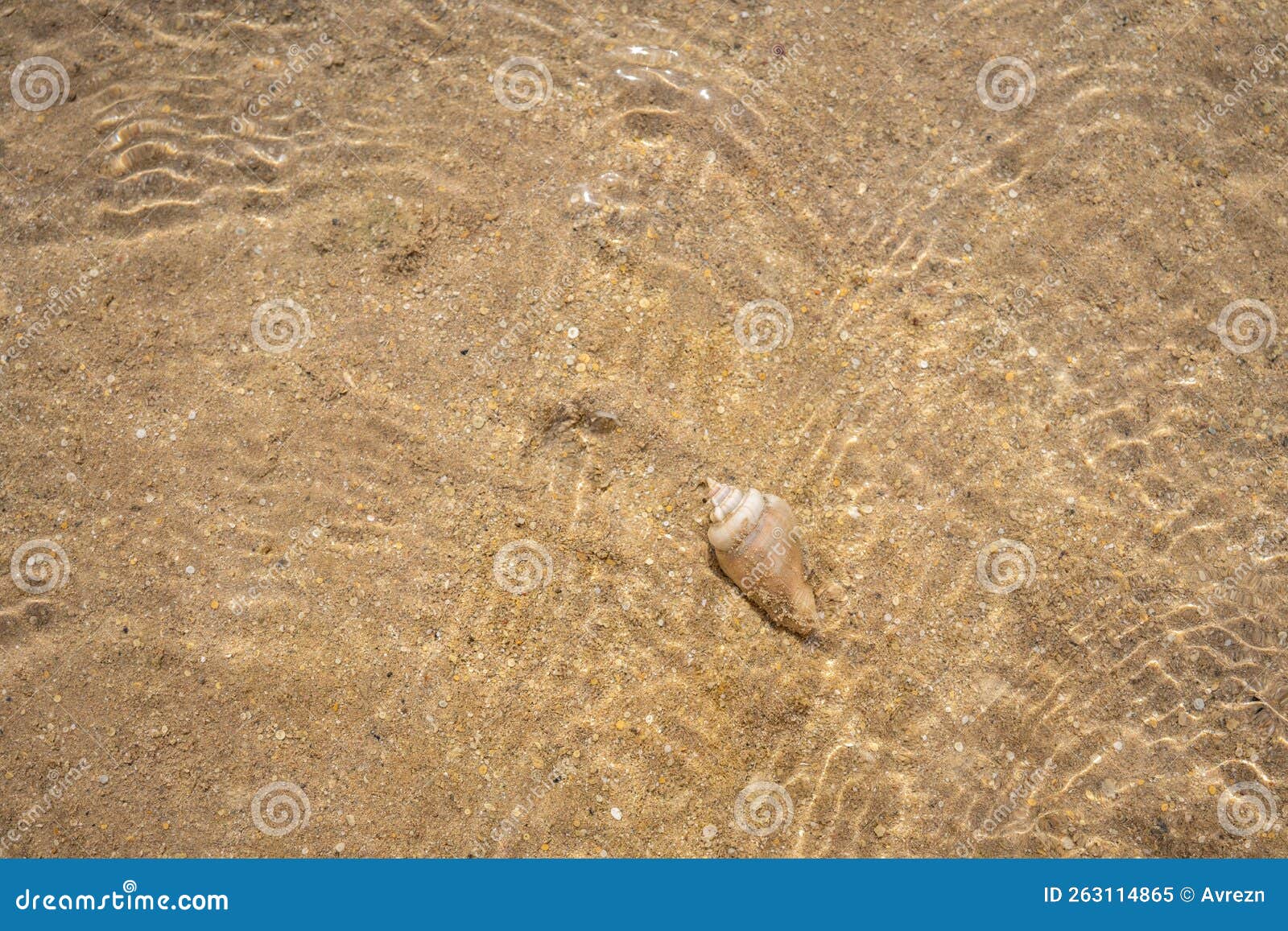Sandy Bottom of the Red Sea at Low Tide with Ripples from the Waves ...