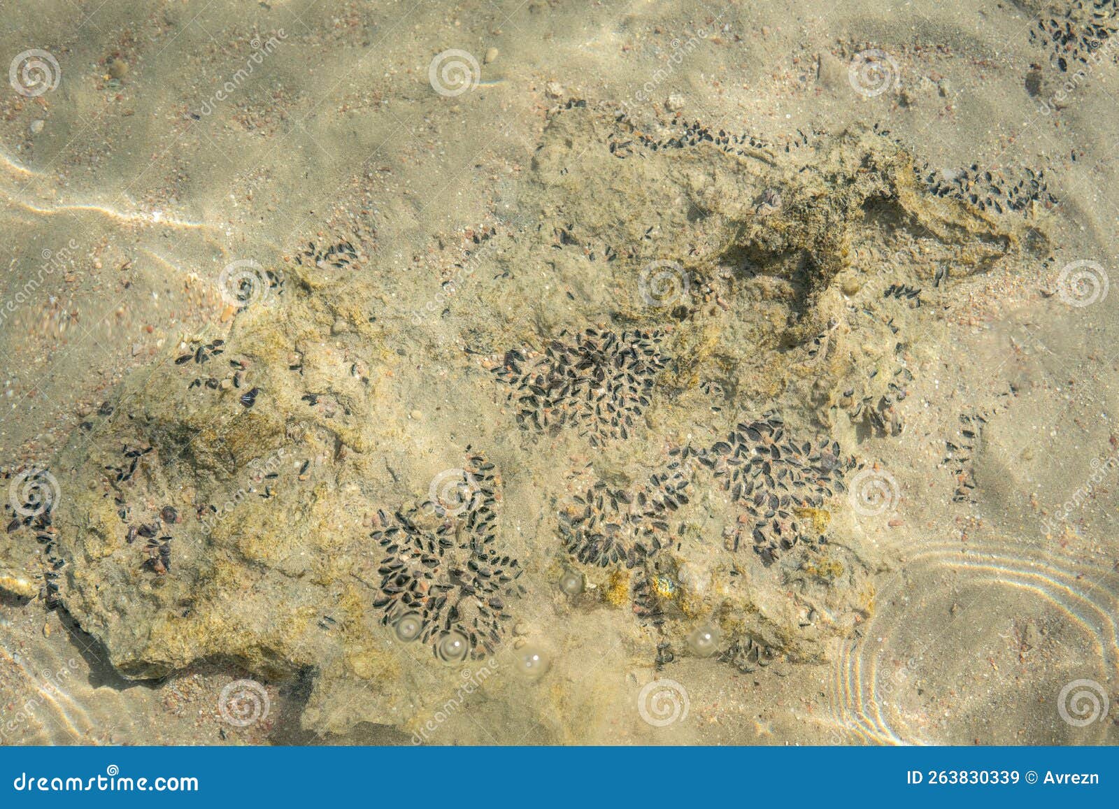Sandy Bottom of the Red Sea at Low Tide with Ripples from the Waves ...