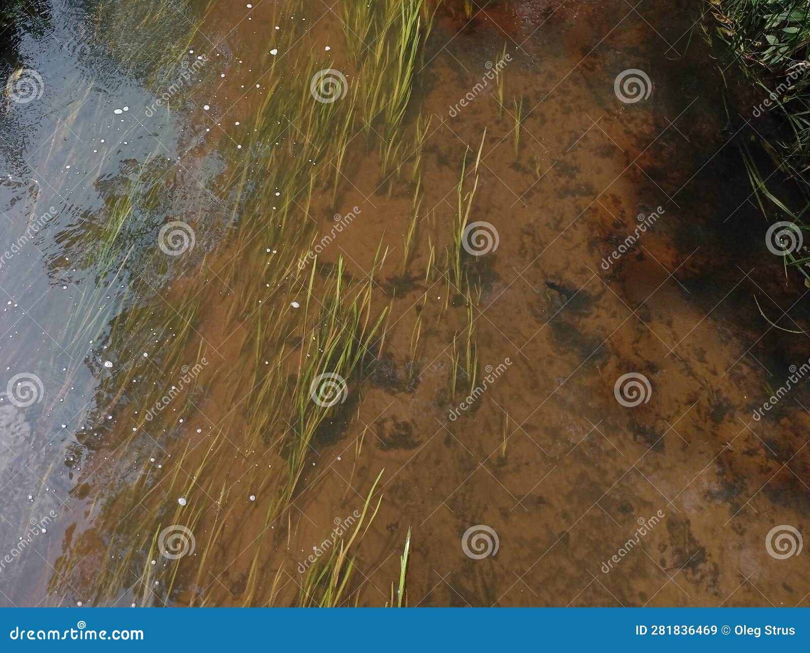 The Sandy Bottom of the River is Covered with Algae. View from Above ...