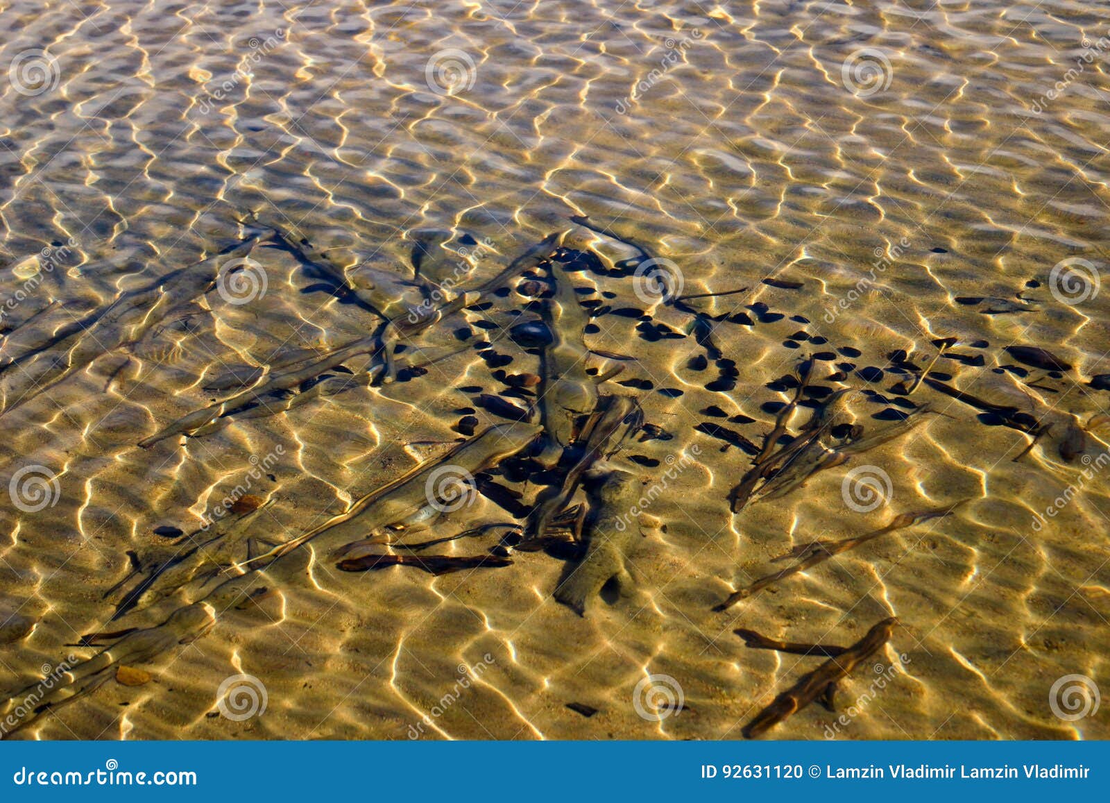 Sandy Bottom in Shallow Water. Stock Photo - Image of sand, cleanly ...