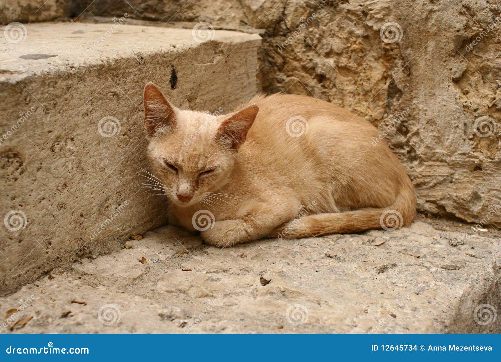 Sandy cat stock photo. Image of animal, pets, dream, purr - 12645734