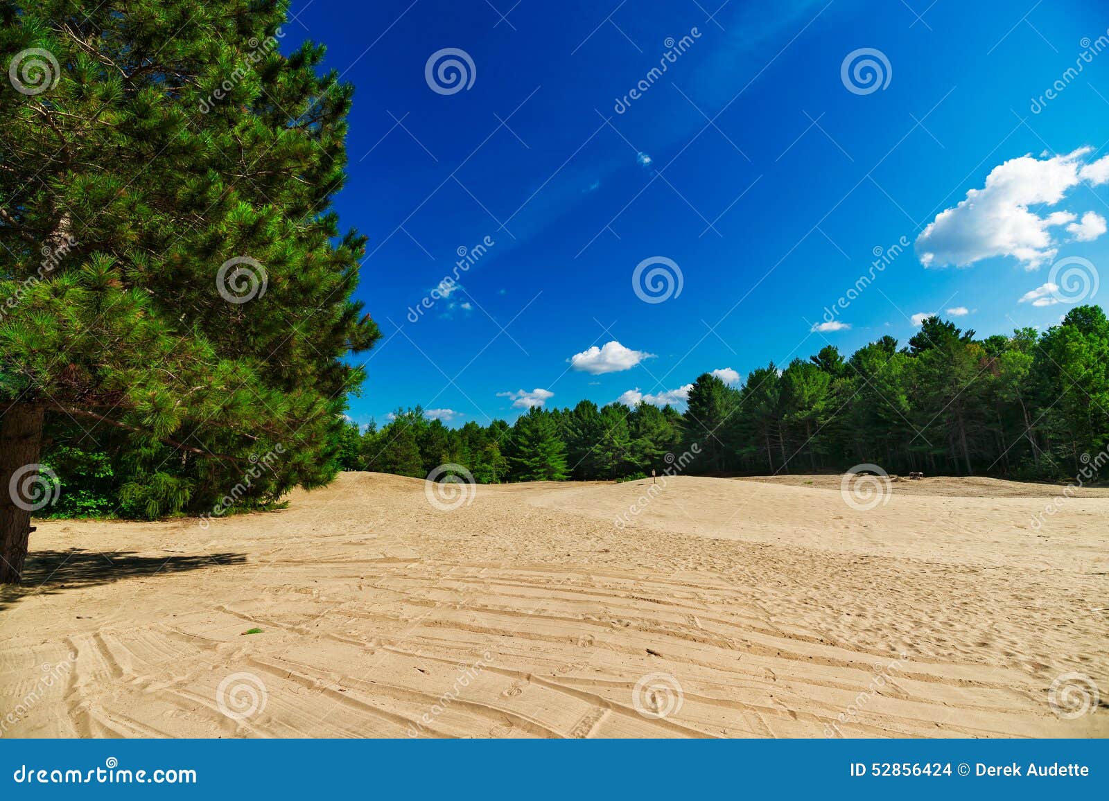 Sandy Clearing in Forest Landscape Scene Stock Photo - Image of clear ...