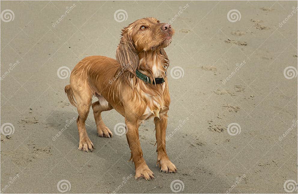 Sandy Coloured Working Cocker Spaniel Stock Image - Image of natural ...