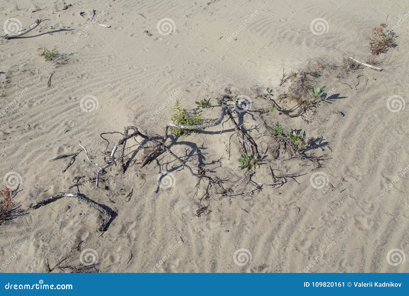 Sandy District with Barkhans and Poor Vegetation Stock Image - Image of ...