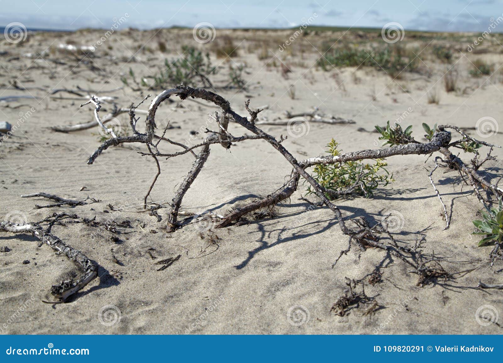 Sandy District with Barkhans and Poor Vegetation Stock Image - Image of ...
