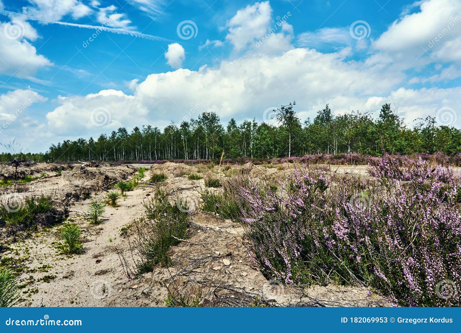 Sandy Field and Clearing with Heathers in the Forest Stock Image ...