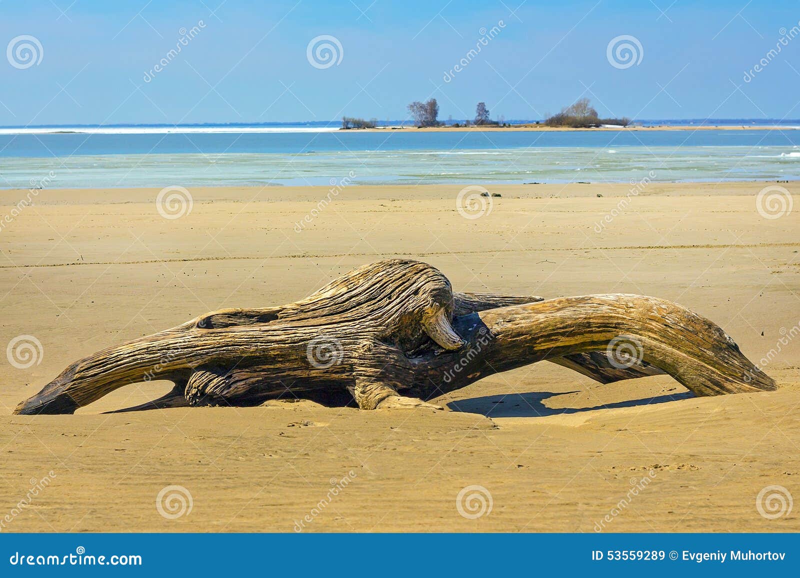 Sandy Flach Auf Dem Ob Mit Einem Baumstumpf Stockbild - Bild von ohne ...