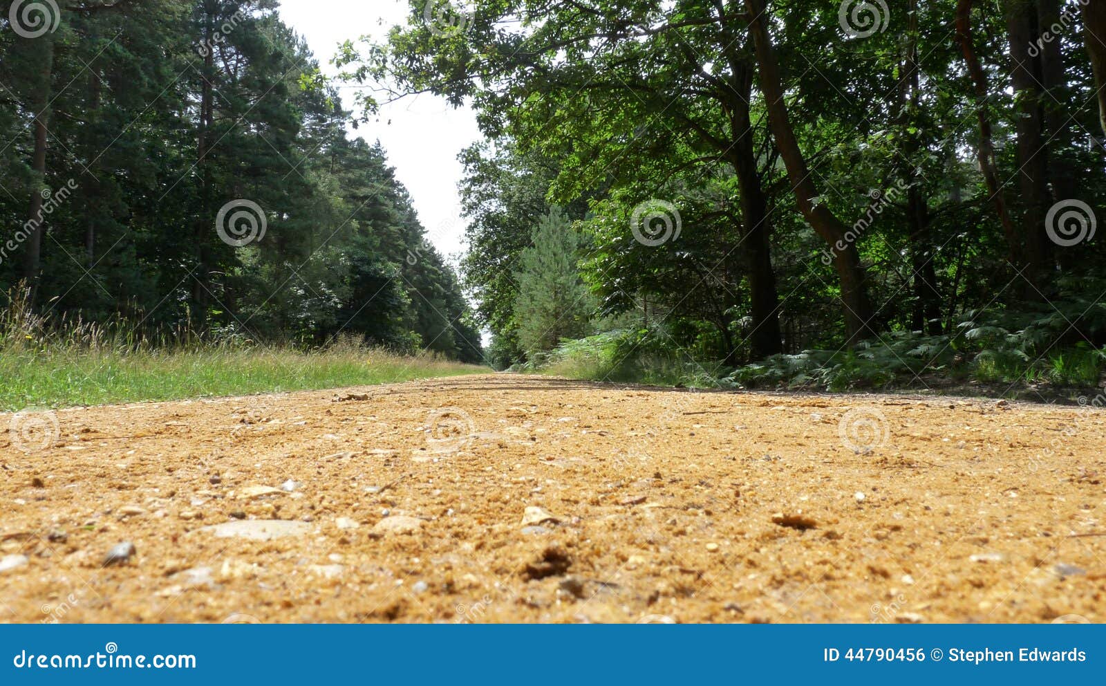 Sandy floor stock photo. Image of gravel, woods, sandy - 44790456