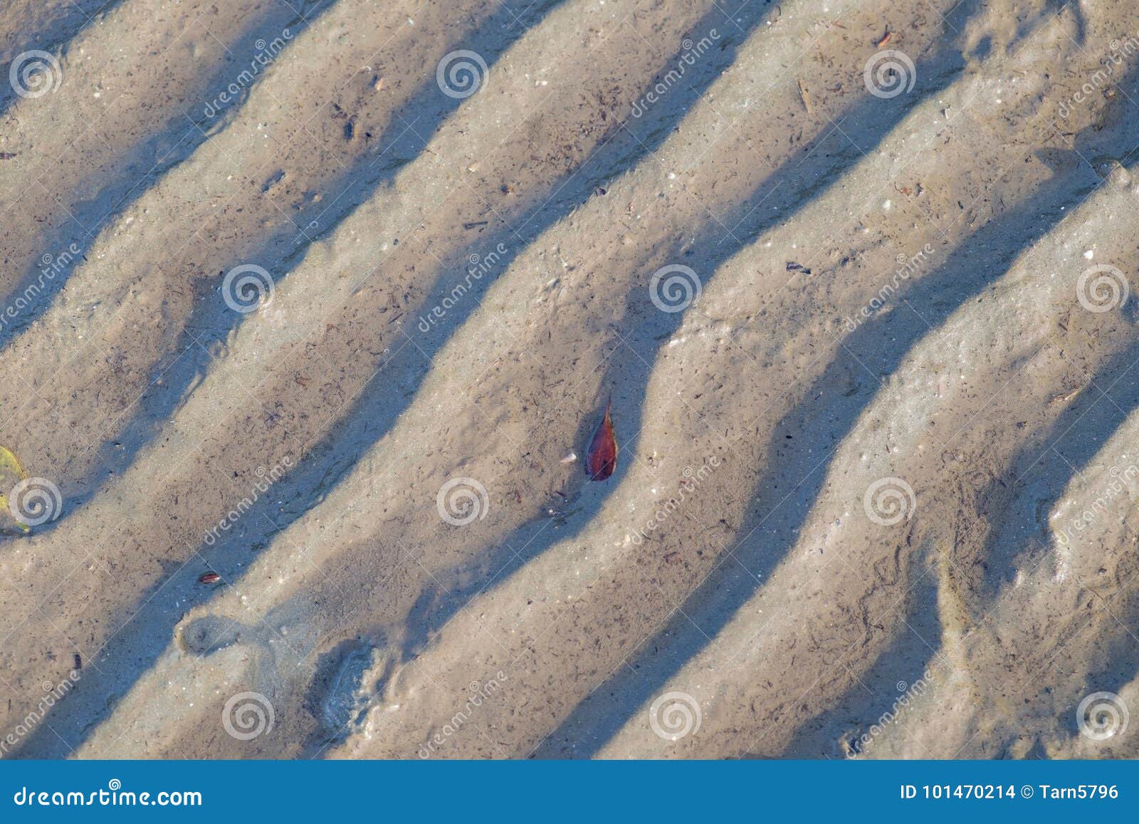 Sandy floor stock photo. Image of textured, sandy, brown - 101470214
