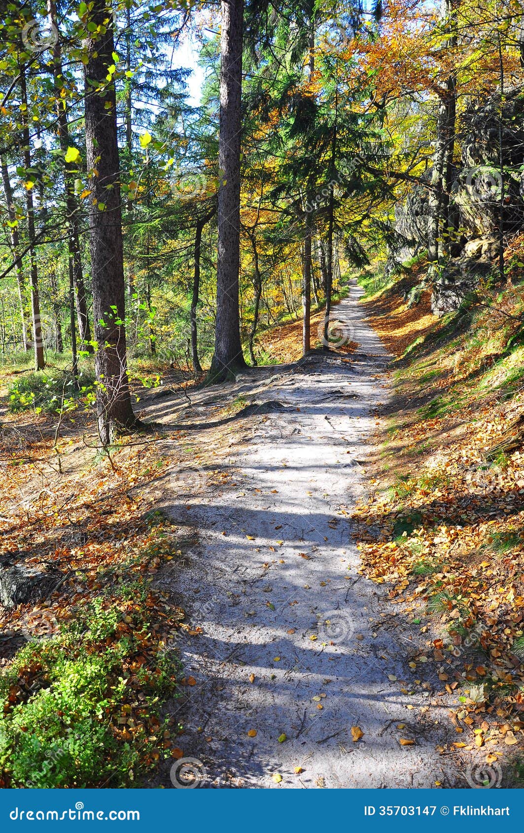 Sandy forest path in fall stock image. Image of meandering - 35703147