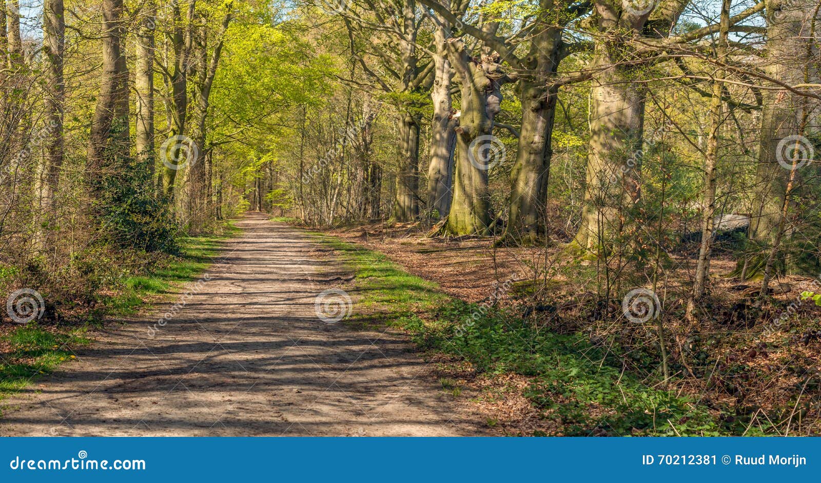 Sandy Forest Path through a Forest with Old Beeches Stock Image - Image ...