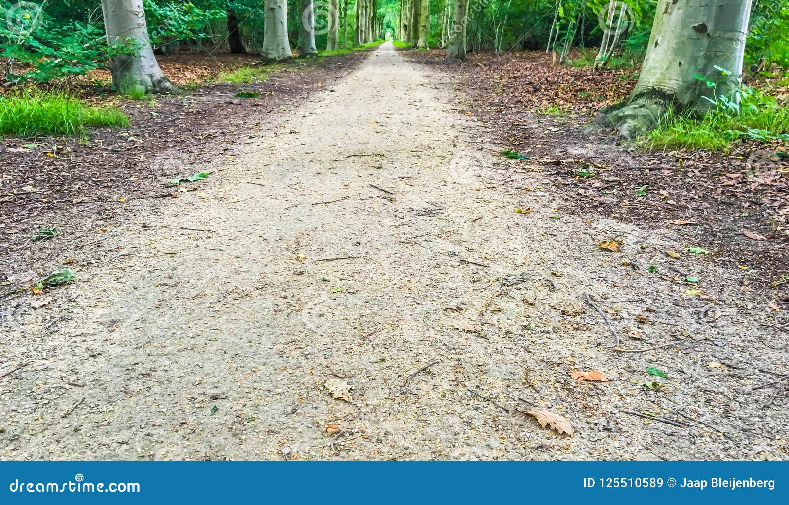Sandy Forest Road in Close Up with Tree Trunks and Leaves Stock Image ...