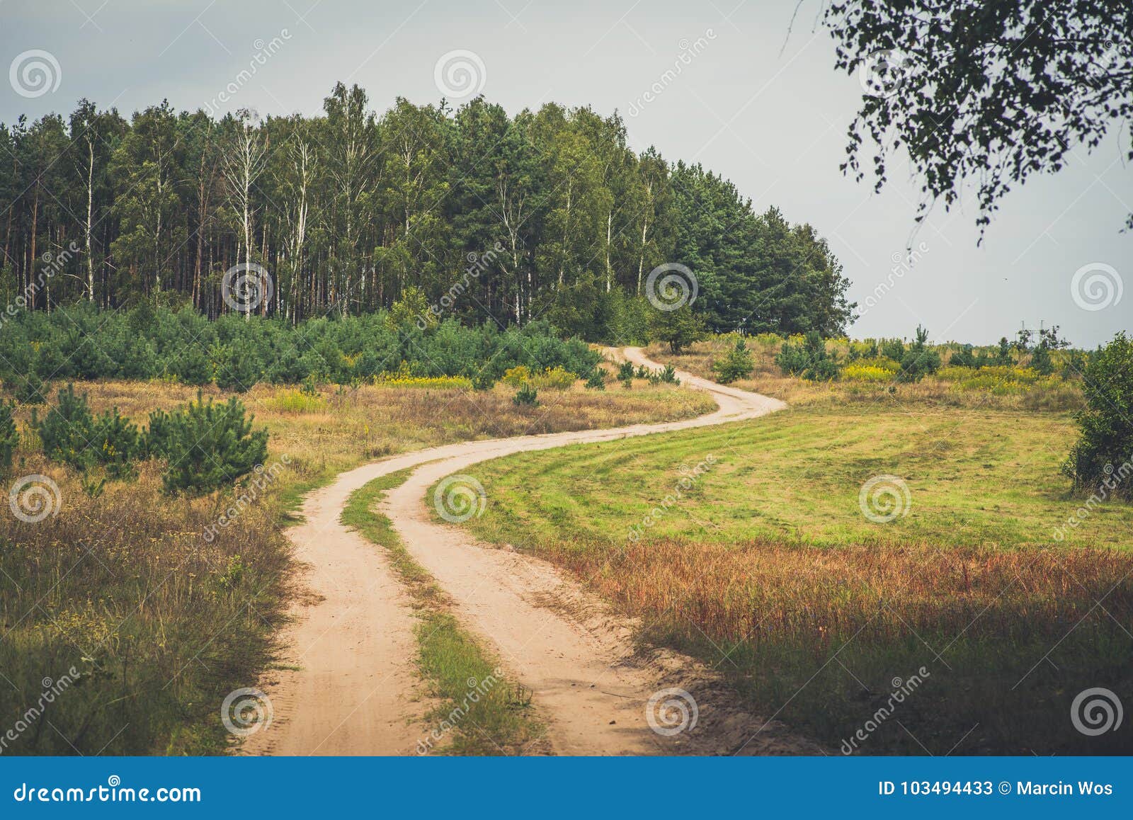 Sandy Forest Road in Europe. Stock Image - Image of blue, sandy: 103494433