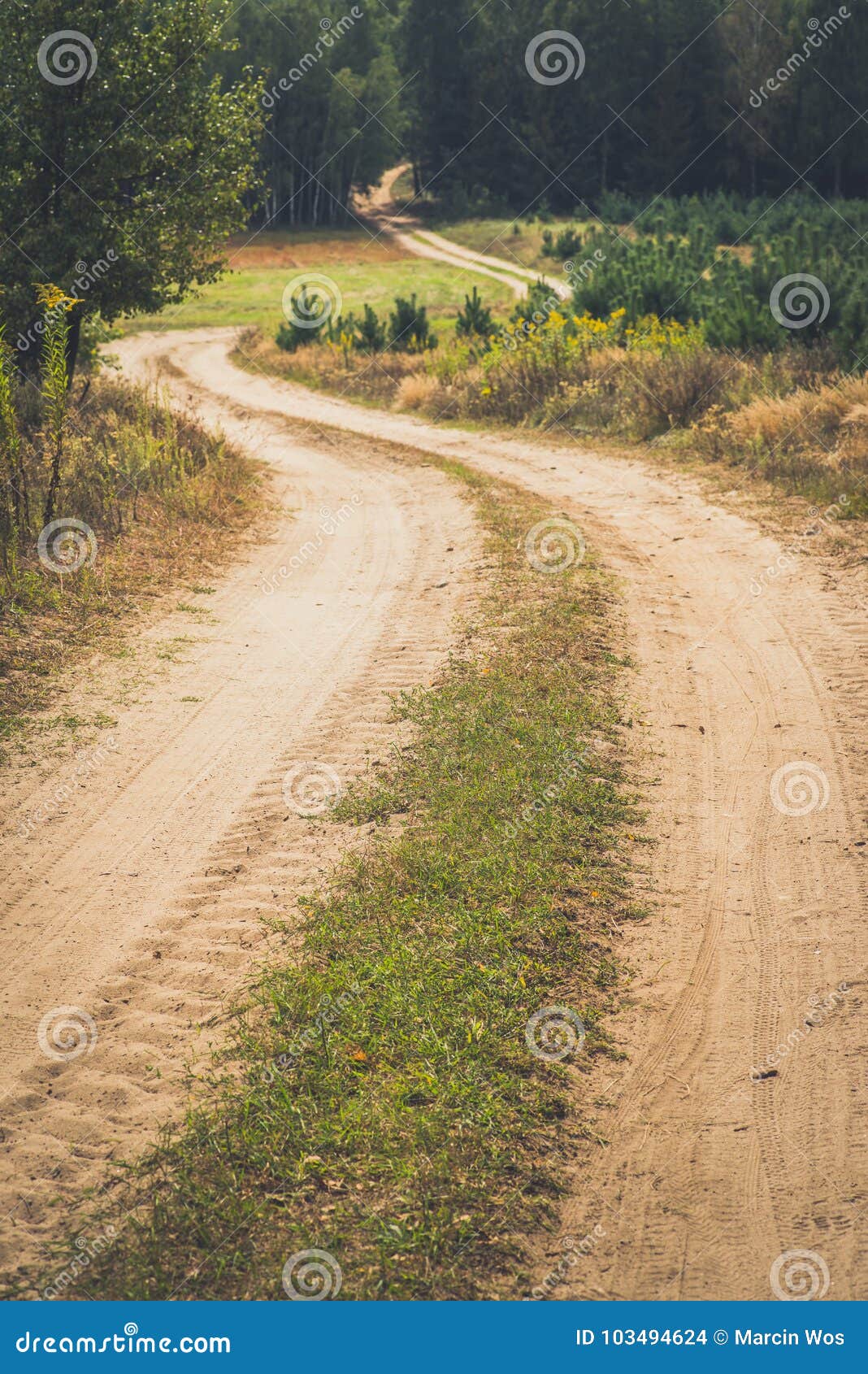 Sandy Forest Road in Europe. Stock Photo - Image of europe, outdoor ...