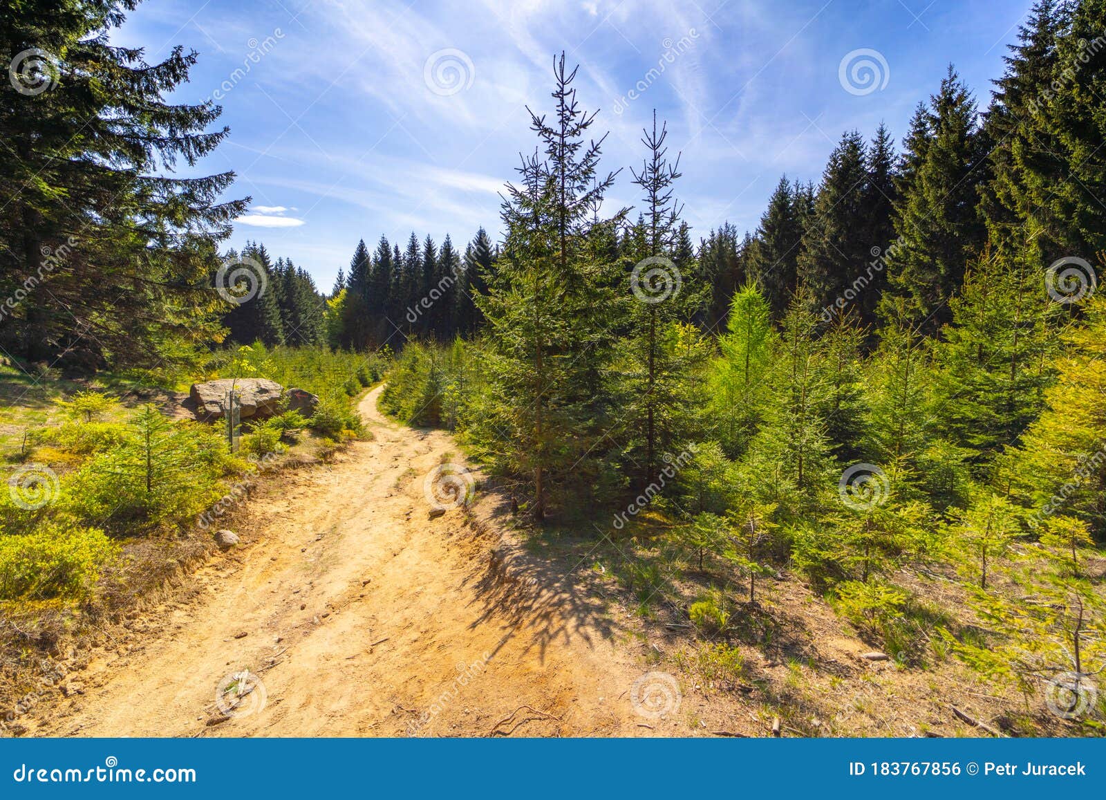 Sandy forest road stock photo. Image of nature, daylight - 183767856