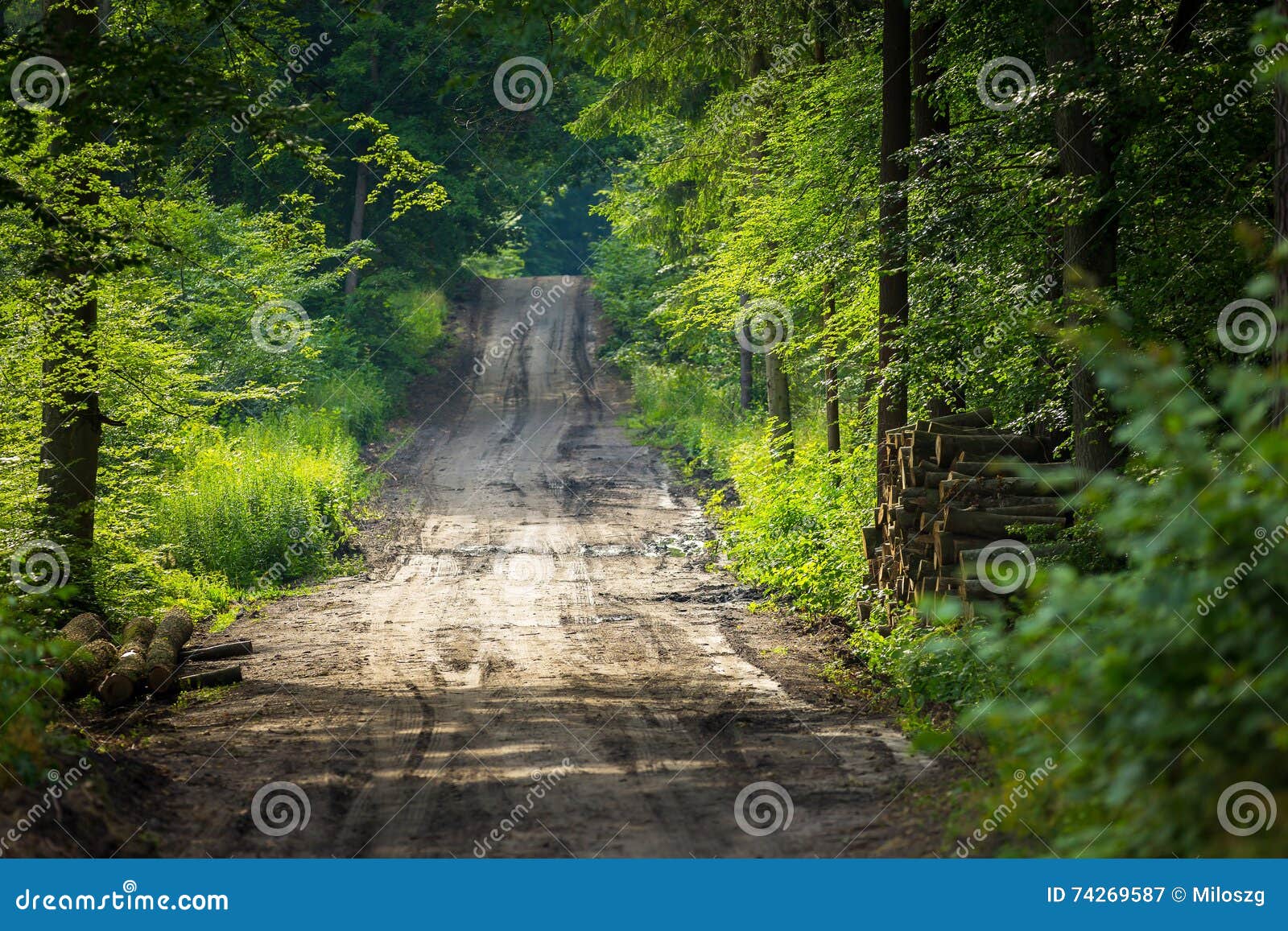 Sandy Forest Road at Summer Stock Image - Image of outdoors, forest ...