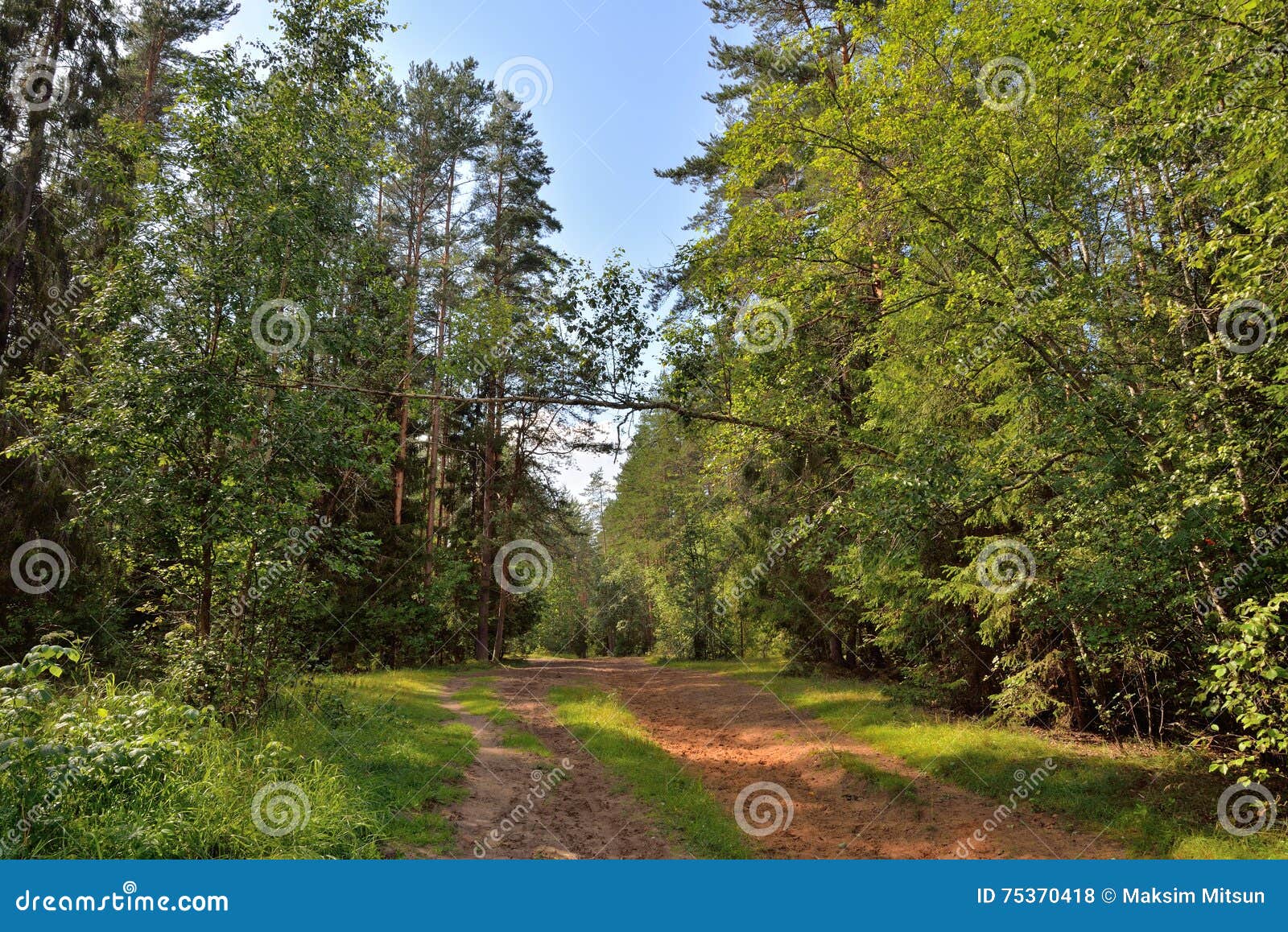Sandy Forest Road Sunny Summer Day Stock Photo - Image of spruce, pine ...
