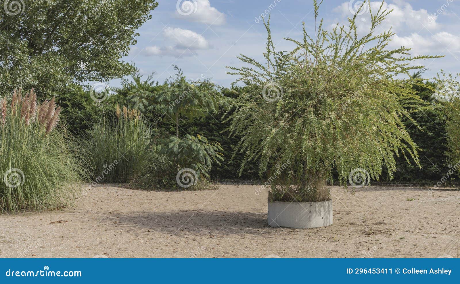 Sandy Garden Plot with Green Plants Stock Image - Image of brown, relax ...