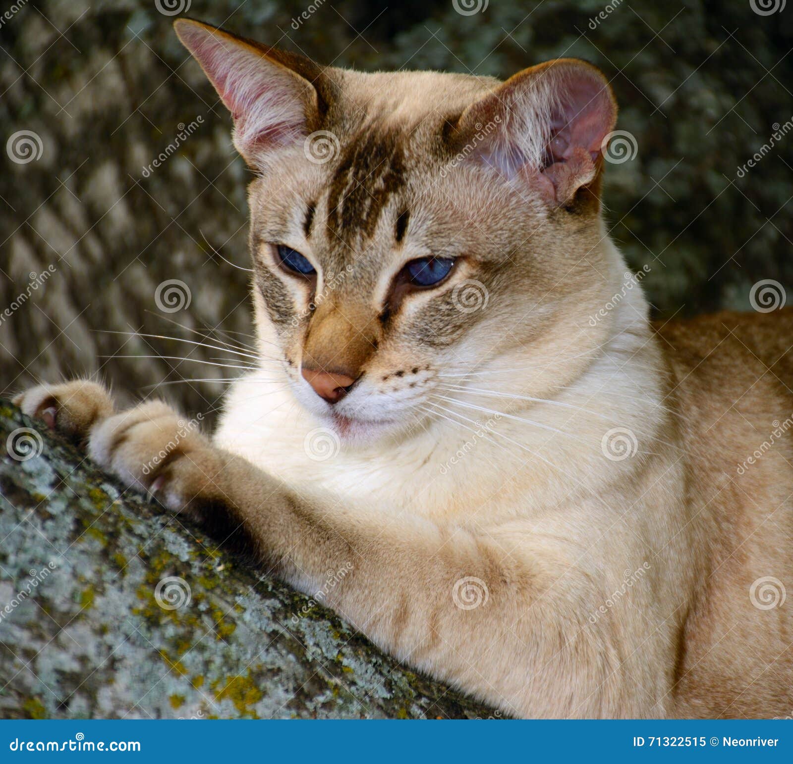 Sandy on her Perch stock image. Image of felis, abyssinian - 71322515