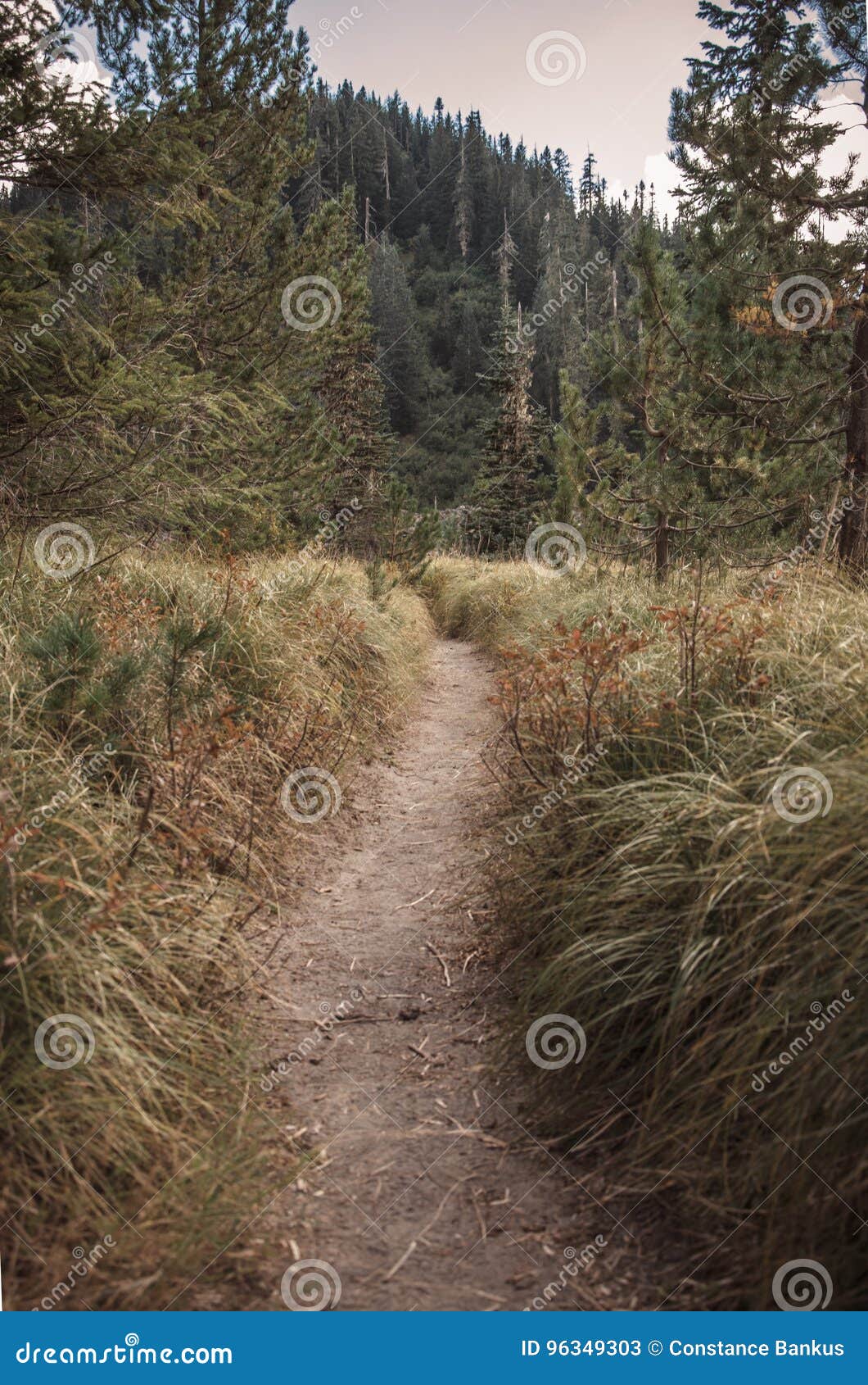 Sandy Hiking Path stock image. Image of trees, forest - 96349303