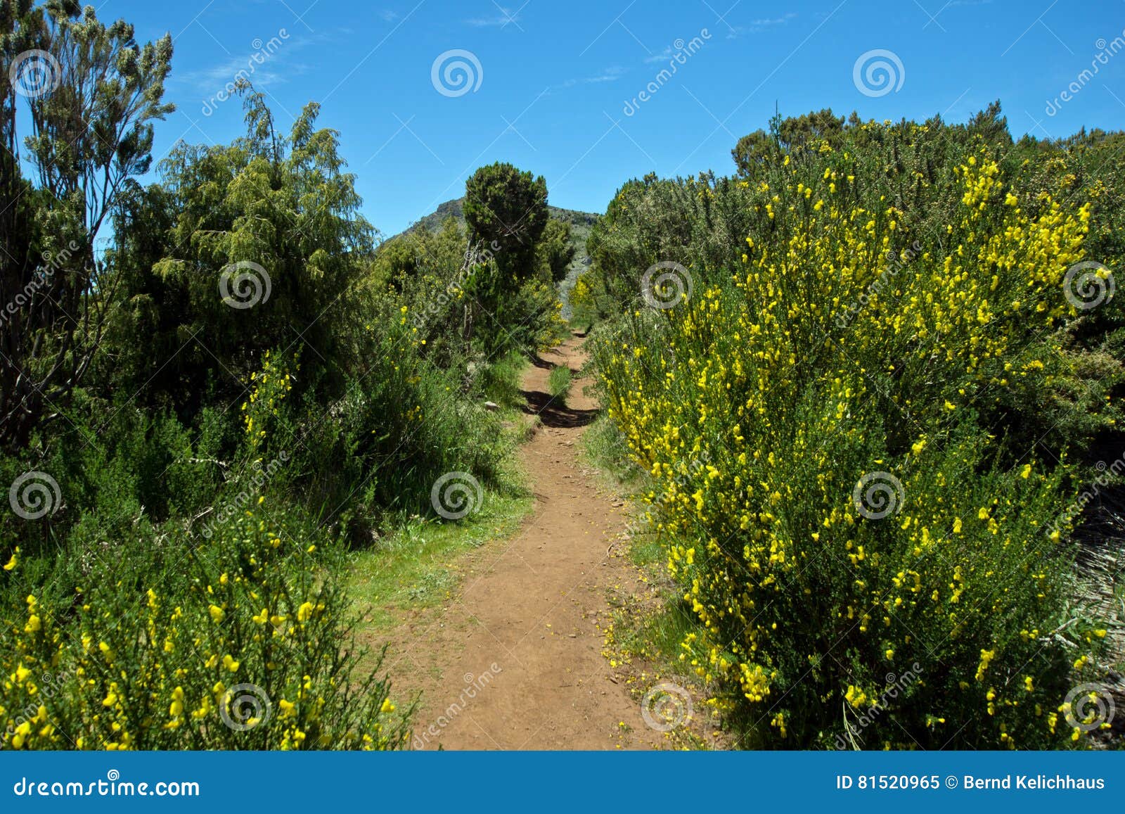 Sandy Hiking Trail in the Mountains of Madeira Stock Image - Image of ...