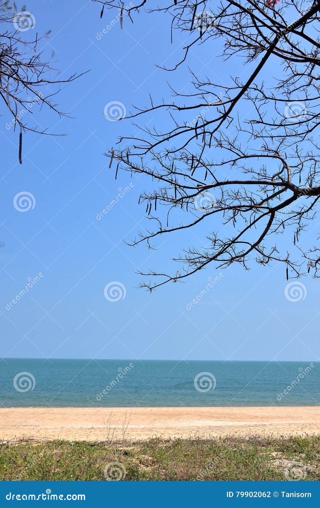 Sandy Ocean Beach with Tree Branch Stock Photo - Image of beautiful ...