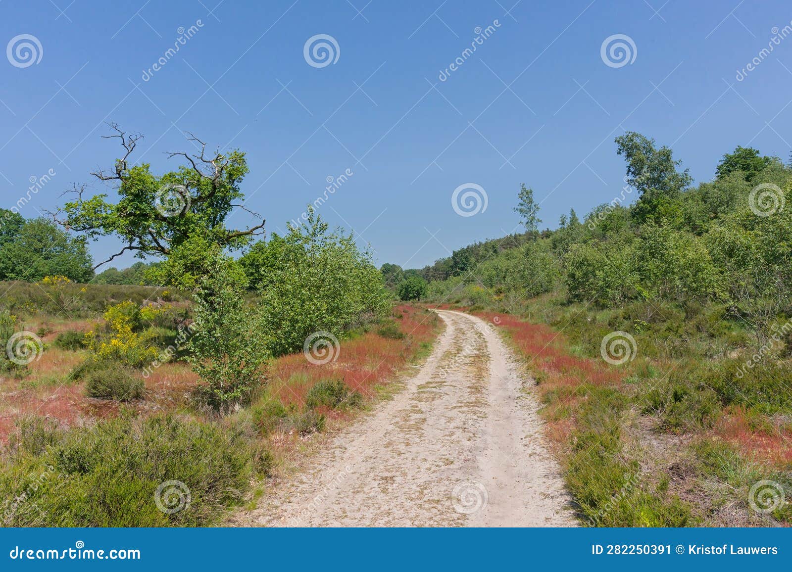 Sandy Path Along Heathland with Trees in the Flemish Countryside Stock ...