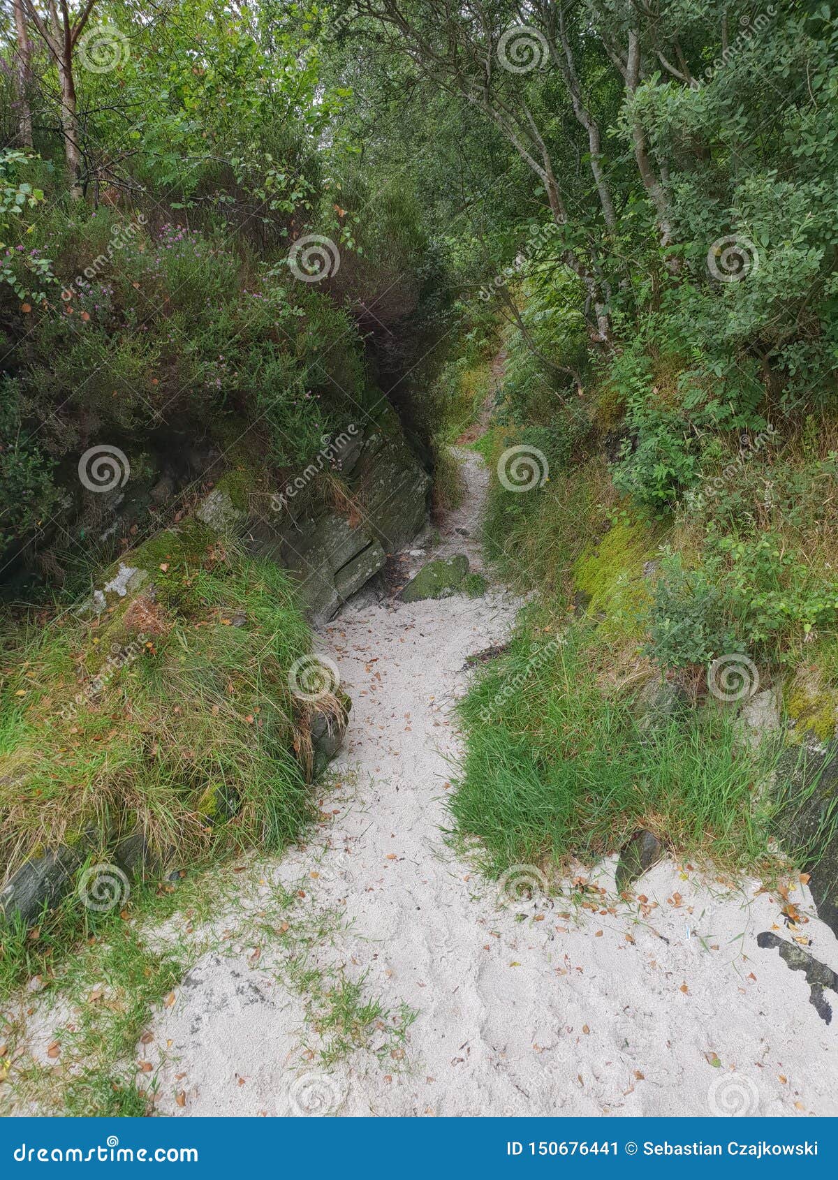 Sandy Path on the Beach between Trees Stock Image - Image of green ...