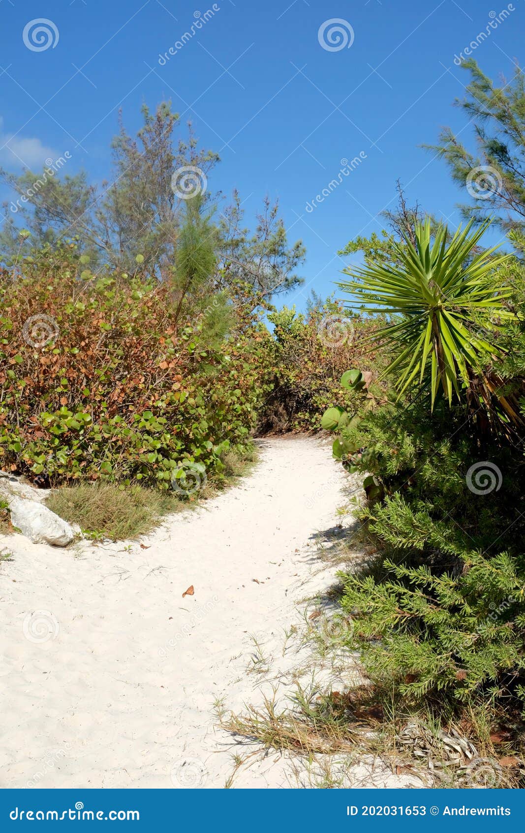 Sandy Path through Beachside Plants and Shrubs Stock Image - Image of ...