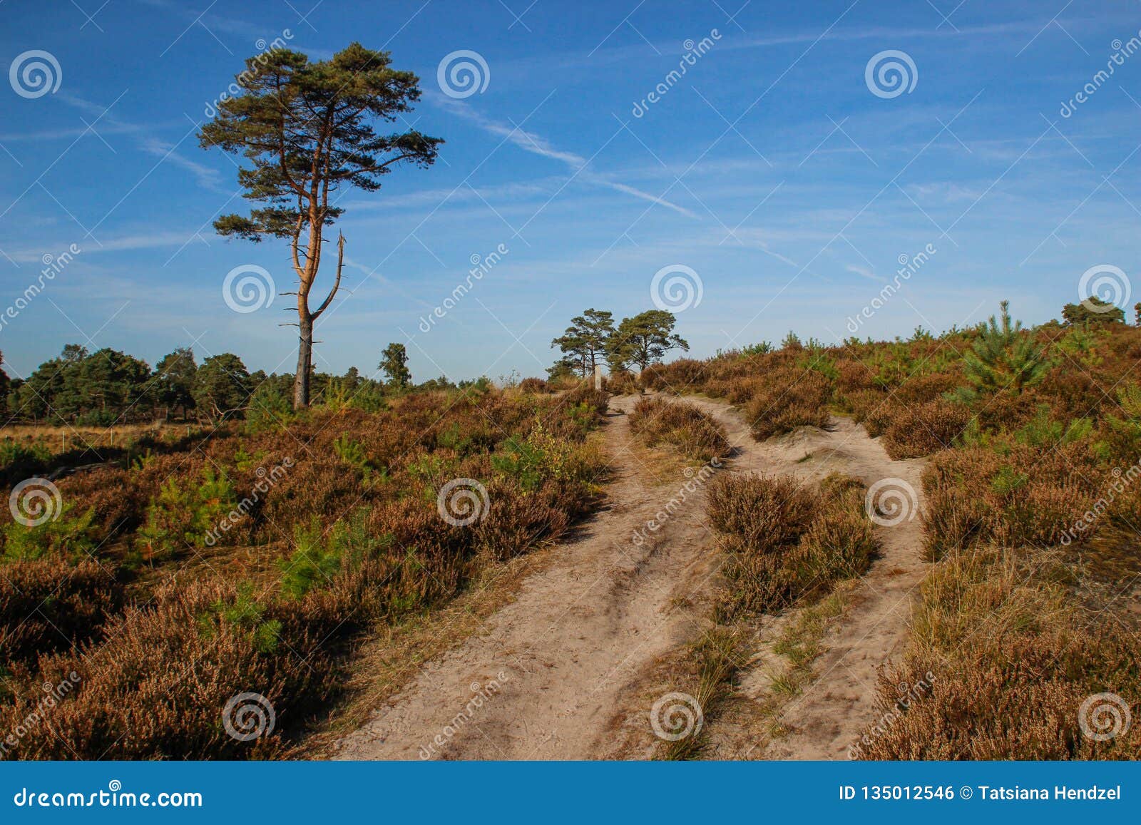 Sandy Path through a Coniferous Forest on a Bright Sunny Day Stock ...