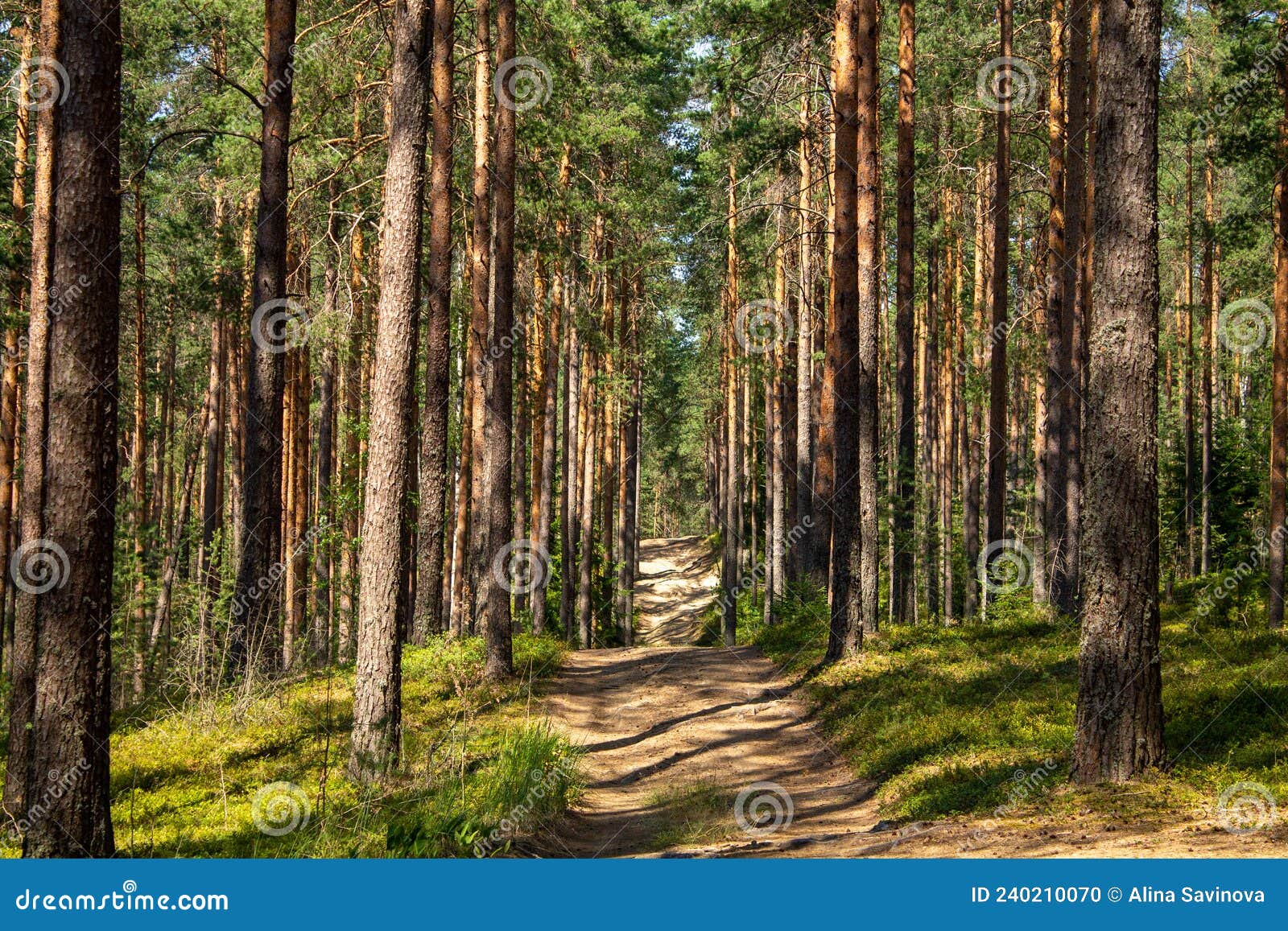 Sandy Path in a Coniferous Forest Stock Photo - Image of landscape ...